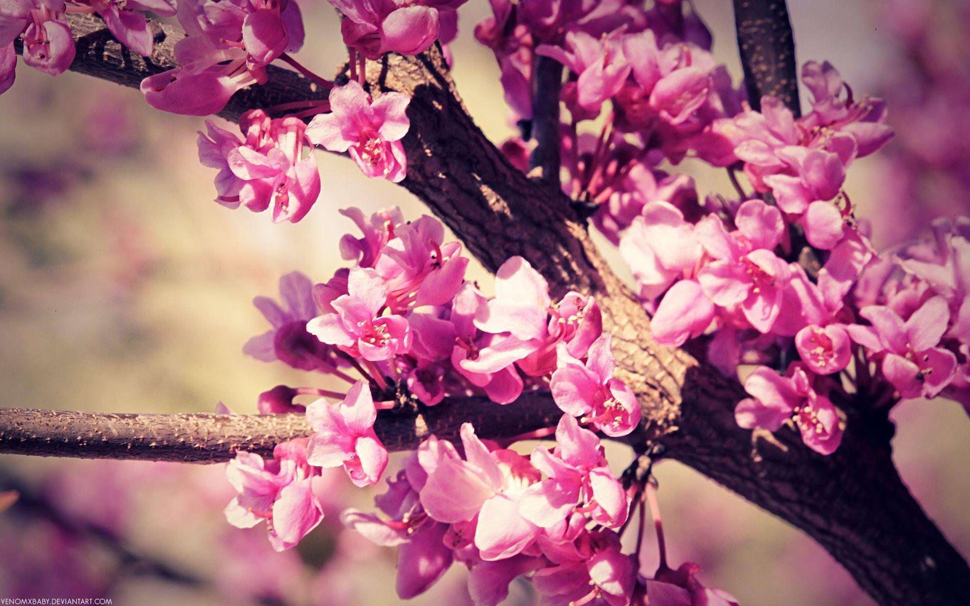 Pink Spring Flowers Wallpapers - Top Free Pink Spring Flowers ...