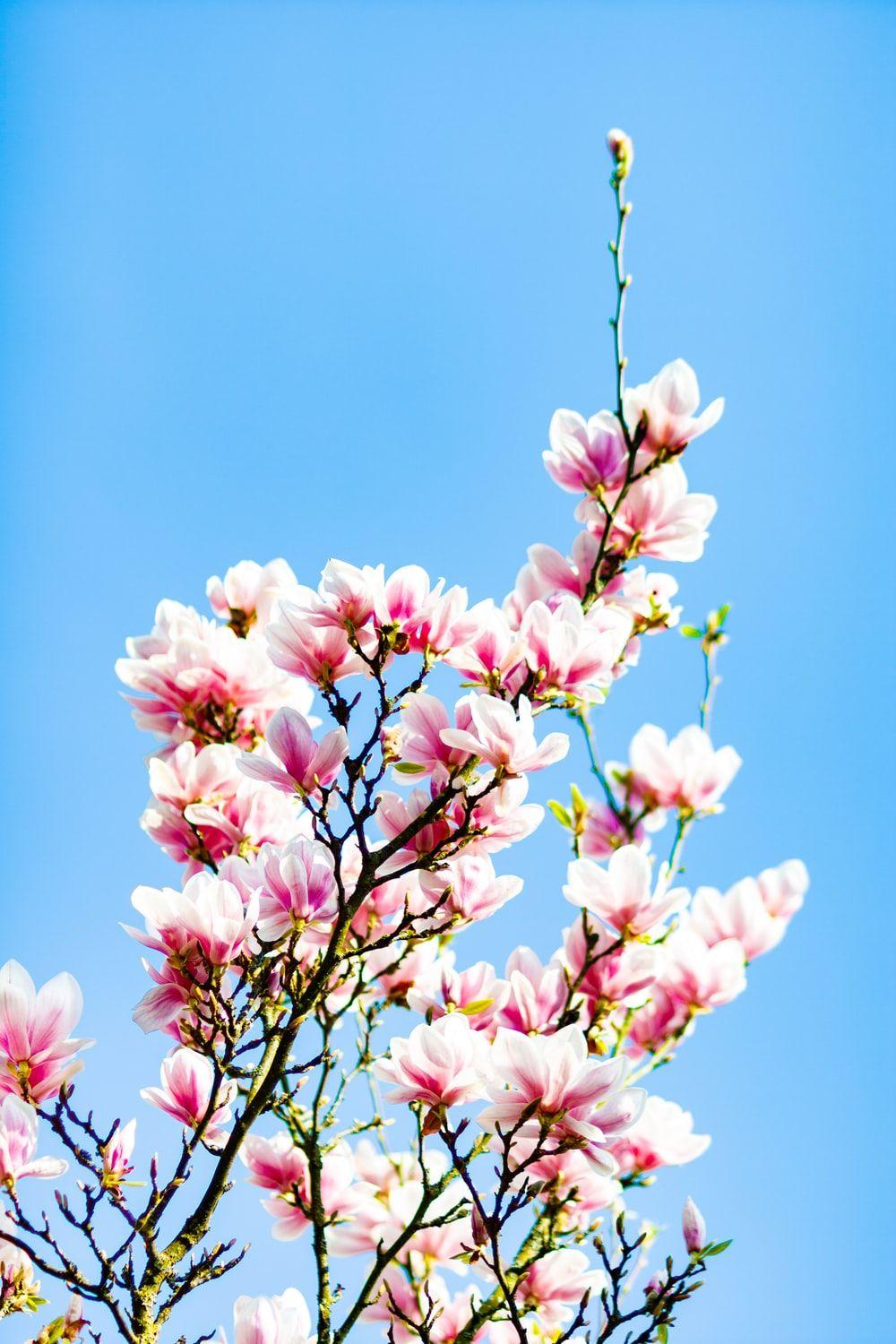 Pink Spring Flowers Wallpapers - Top Free Pink Spring Flowers ...