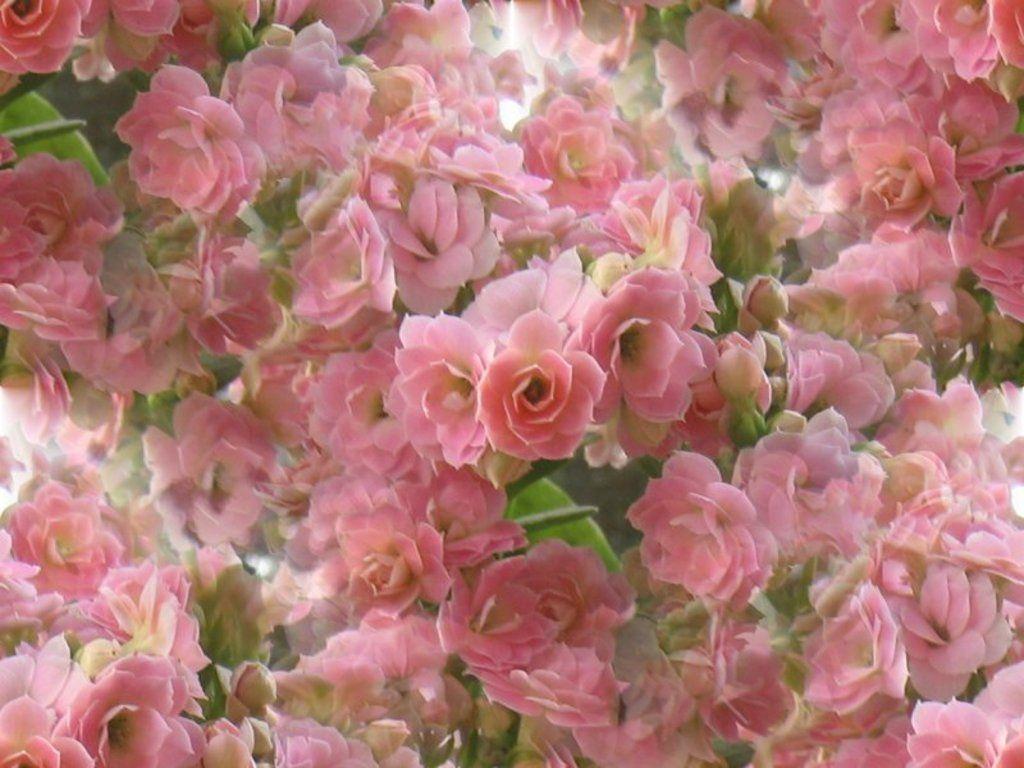 Pink Spring Flowers Wallpapers - Top Free Pink Spring Flowers ...