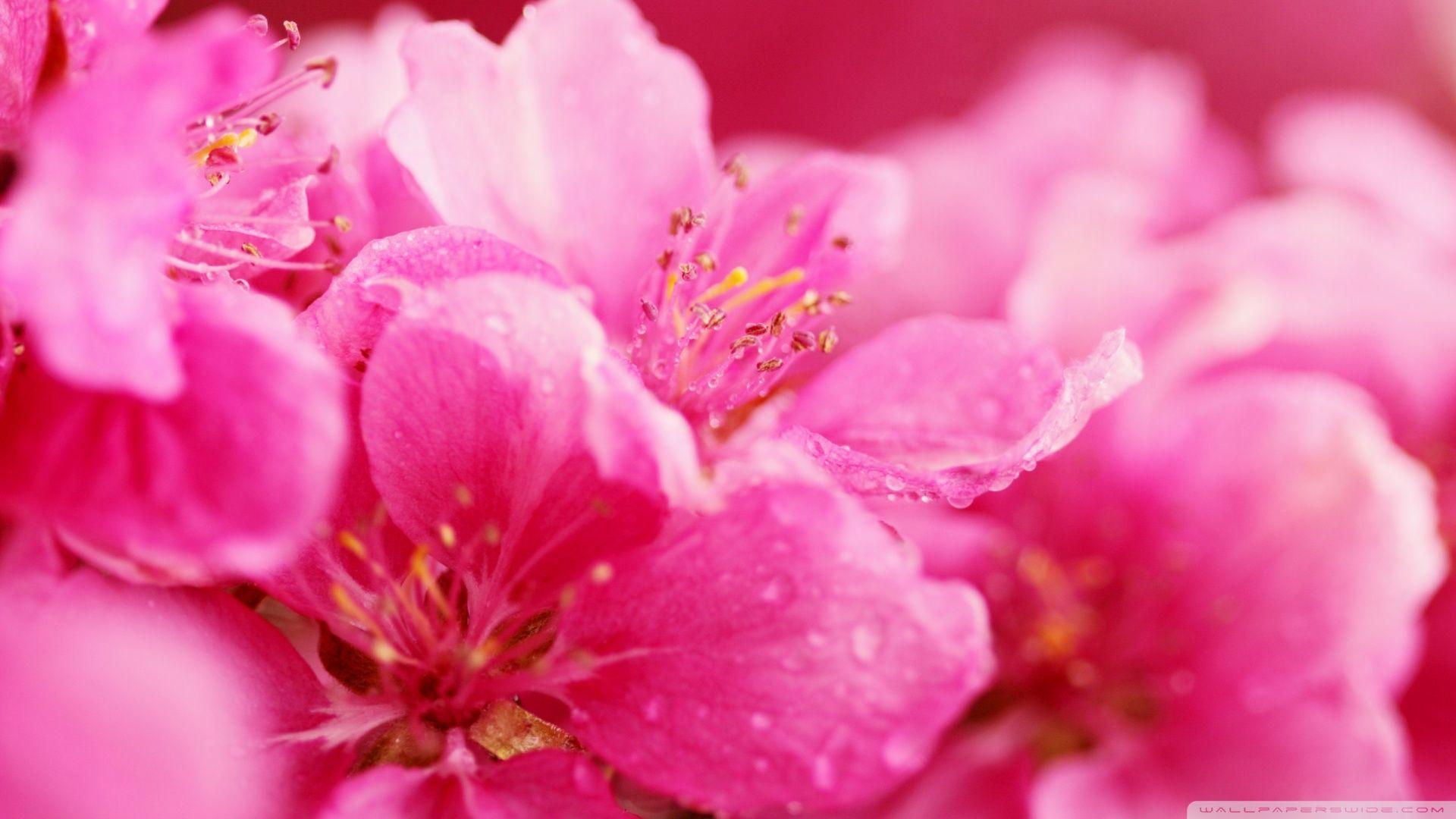 Pink Spring Flowers Wallpapers - Top Free Pink Spring Flowers ...