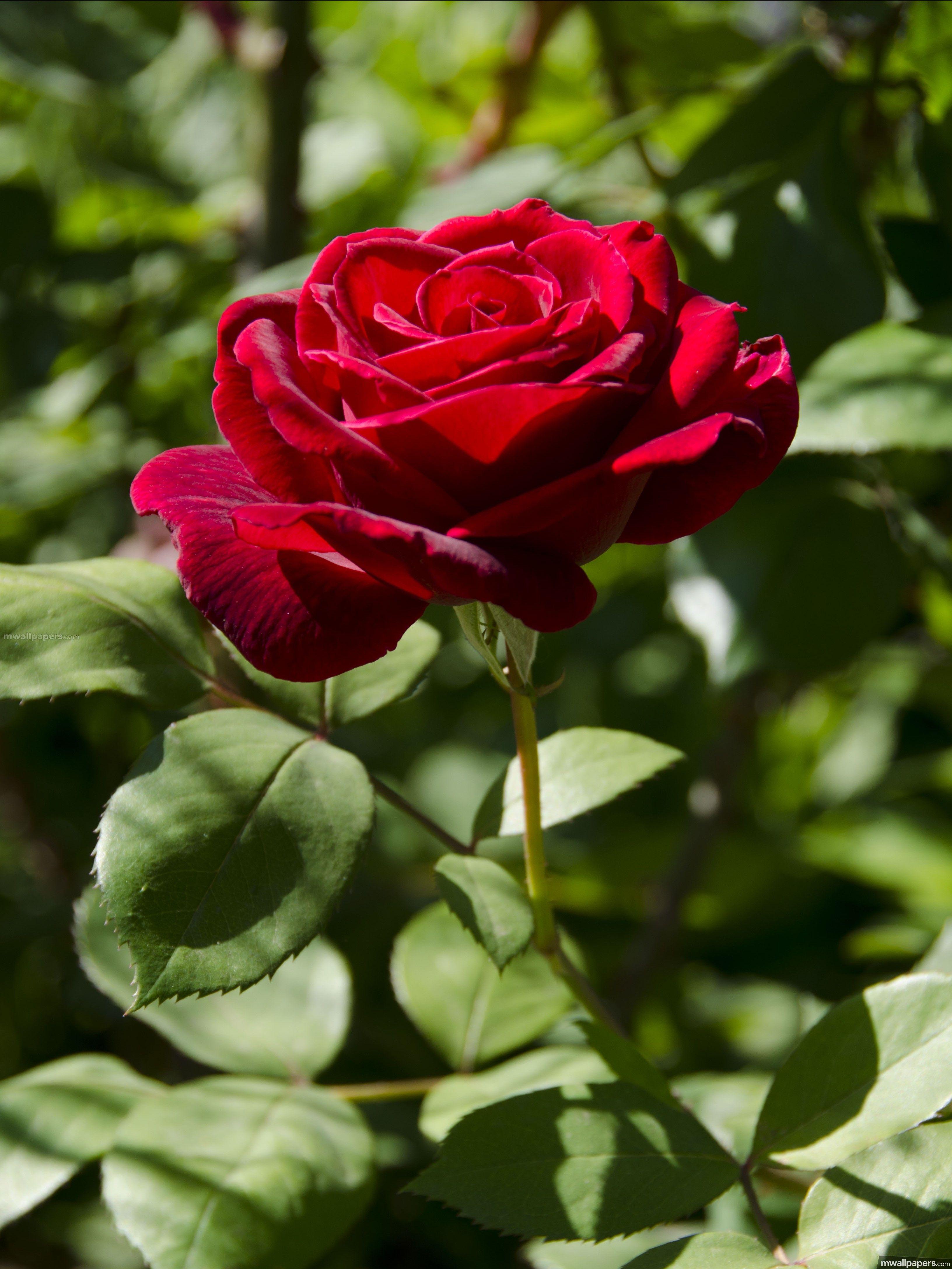 Beautiful Rose Flower HD Wallpapers - Top Free Beautiful Rose Flower HD ...