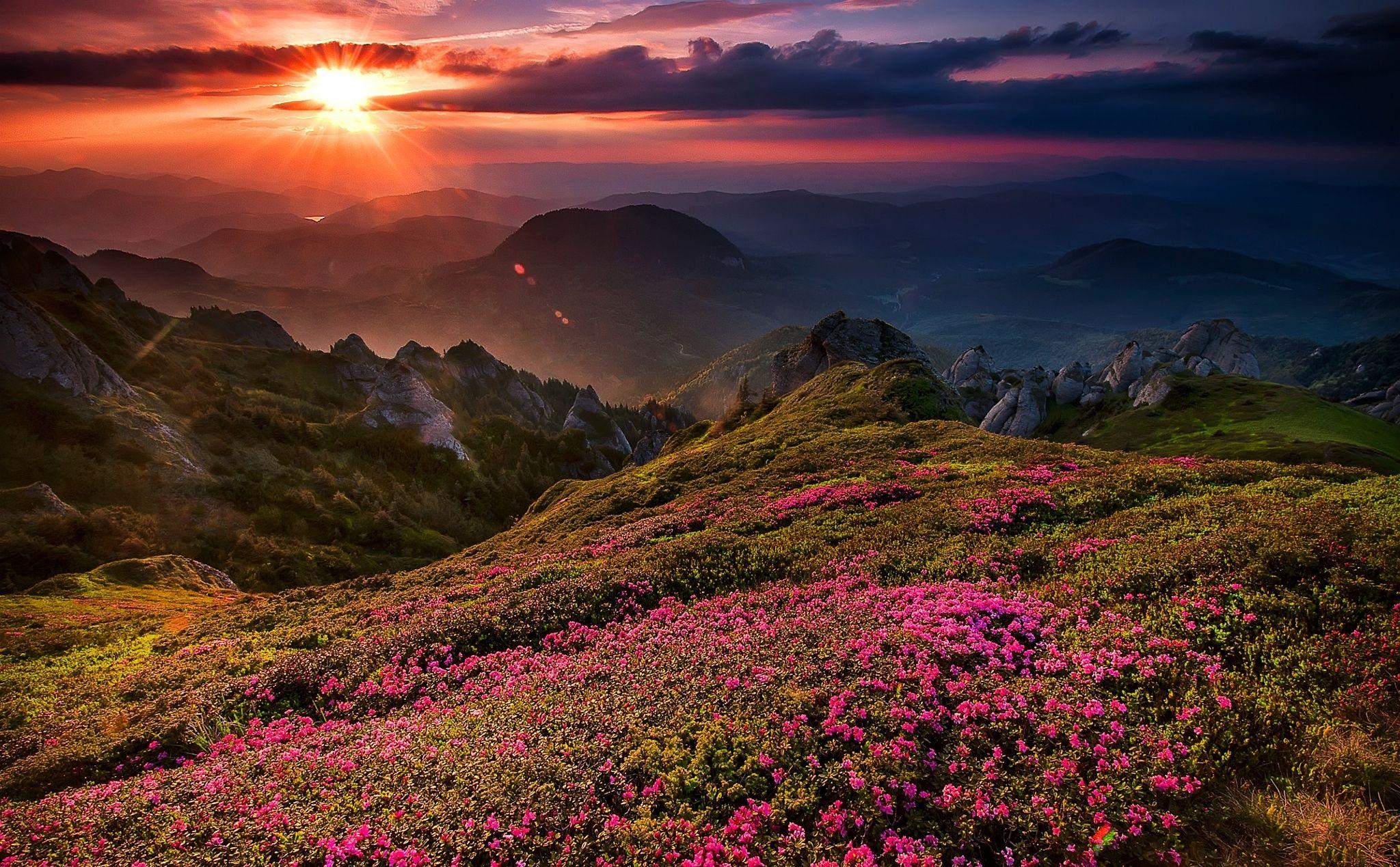 Mountain Wildflowers Wallpapers - Top Free Mountain Wildflowers ...
