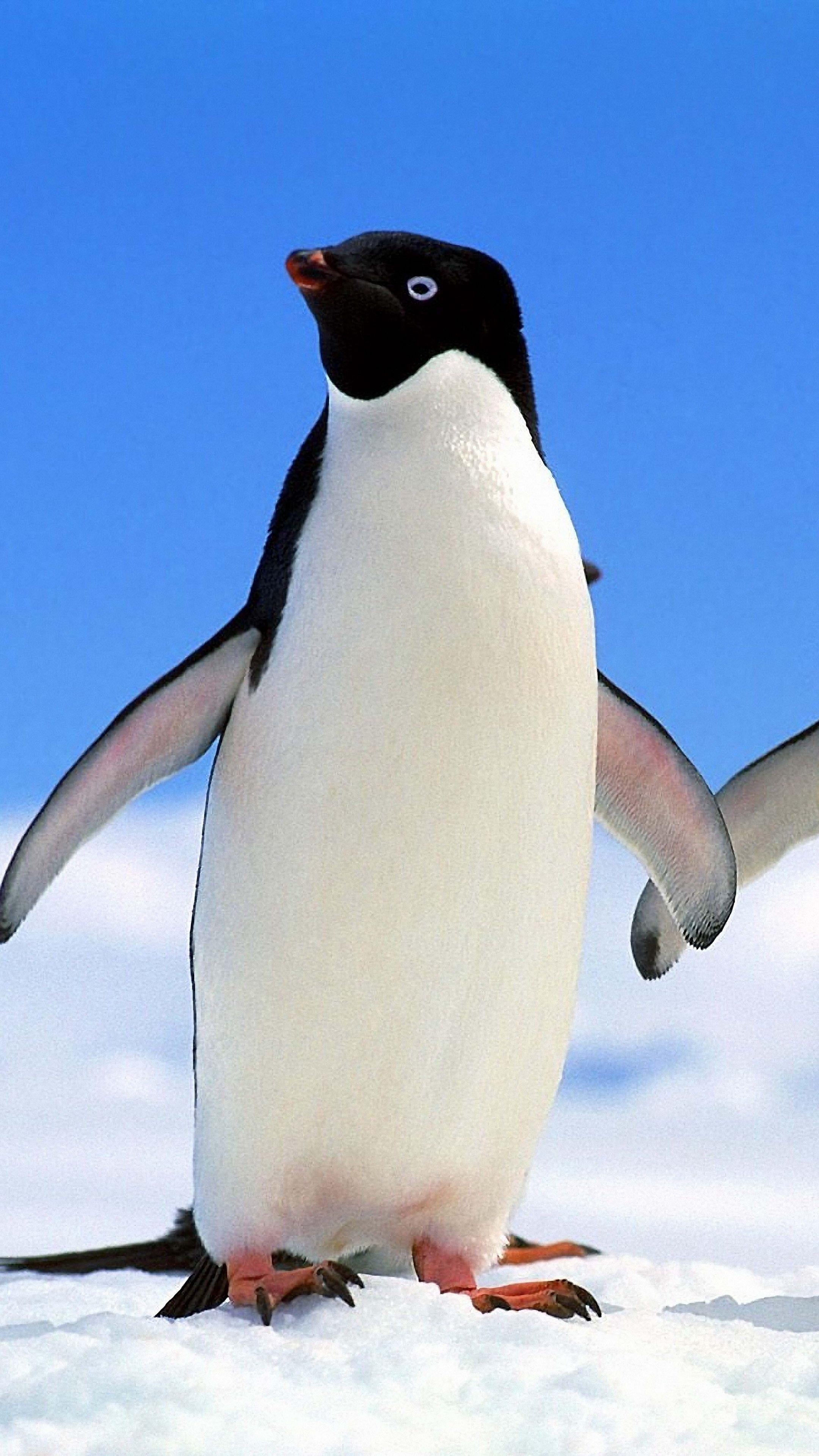 4K Penguin Wallpapers - Top Free 4K Penguin Backgrounds - WallpaperAccess
