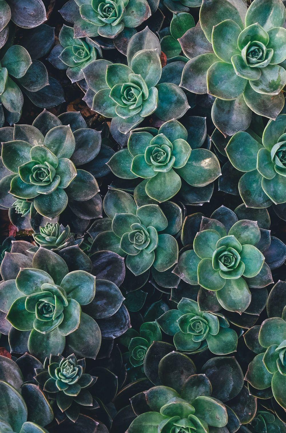 Cute Succulent Wallpapers - Top Free Cute Succulent Backgrounds ...