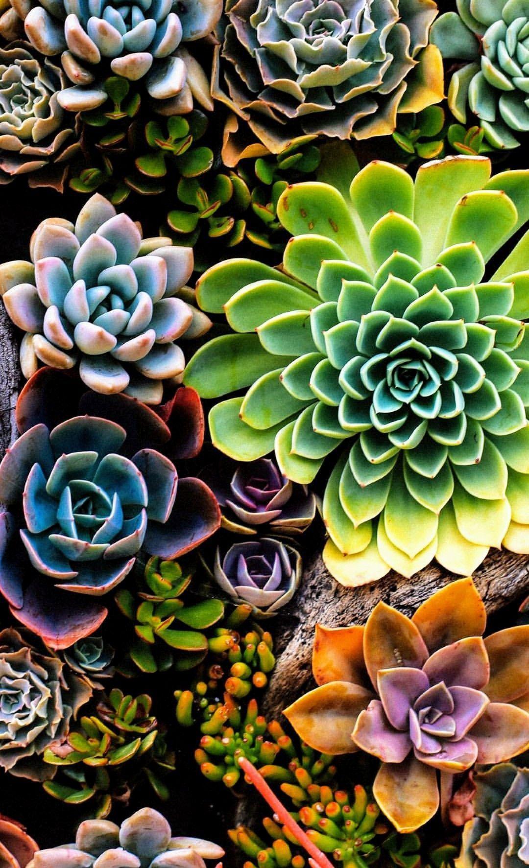 Cute Succulent Wallpapers - Top Free Cute Succulent Backgrounds ...