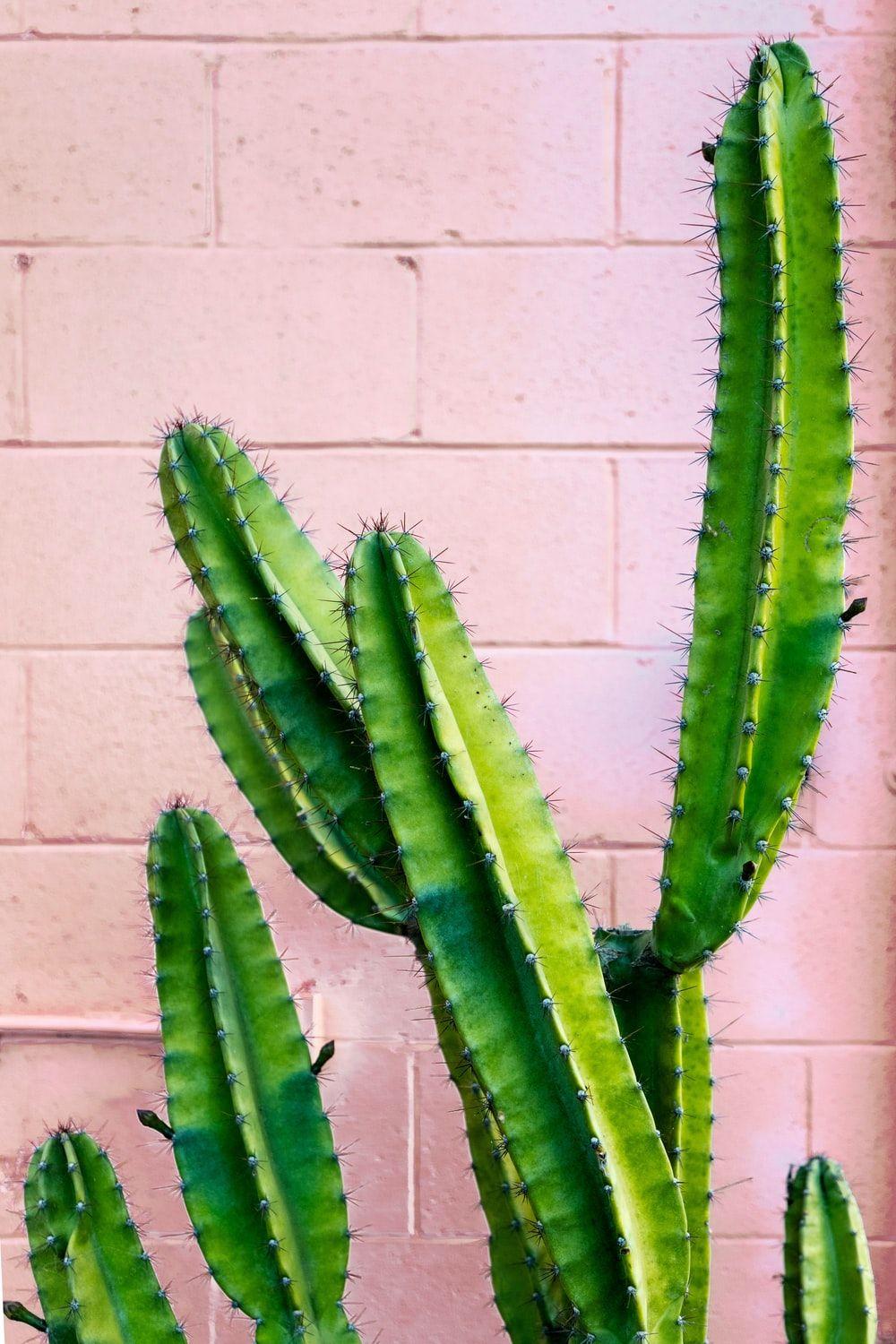 Cute Succulent Wallpapers - Top Free Cute Succulent Backgrounds ...