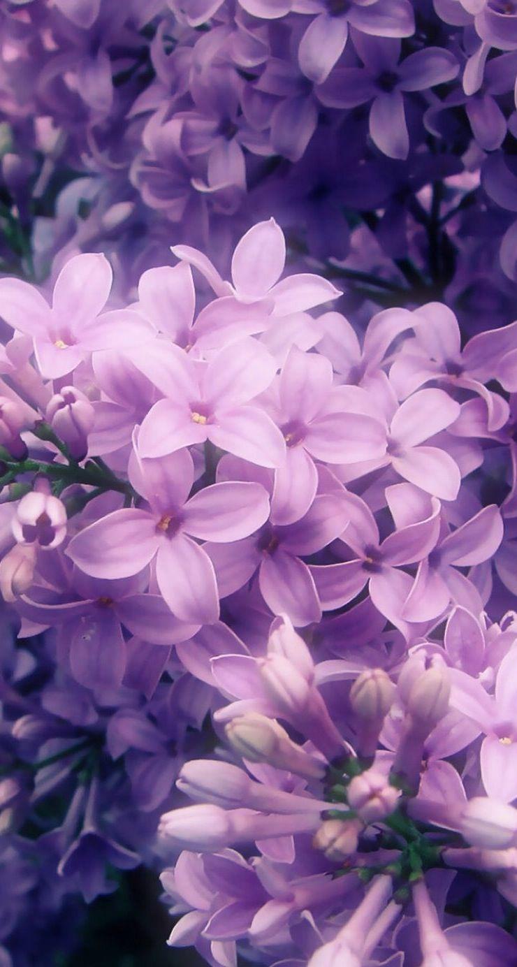 Jasmine Flower iPhone Wallpapers - Top Free Jasmine Flower iPhone ...