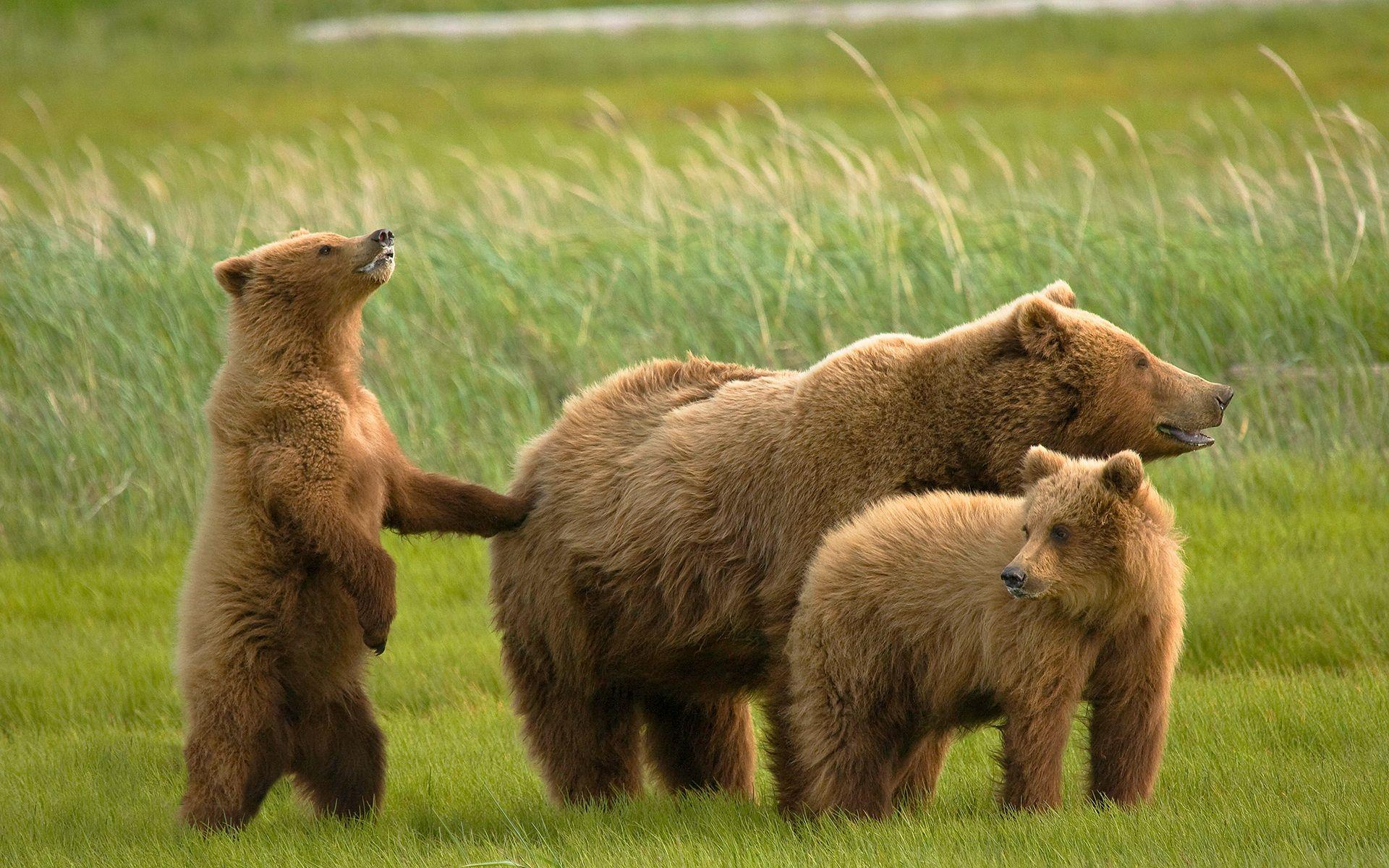 Beautiful Bear Wallpapers - Top Free Beautiful Bear Backgrounds ...