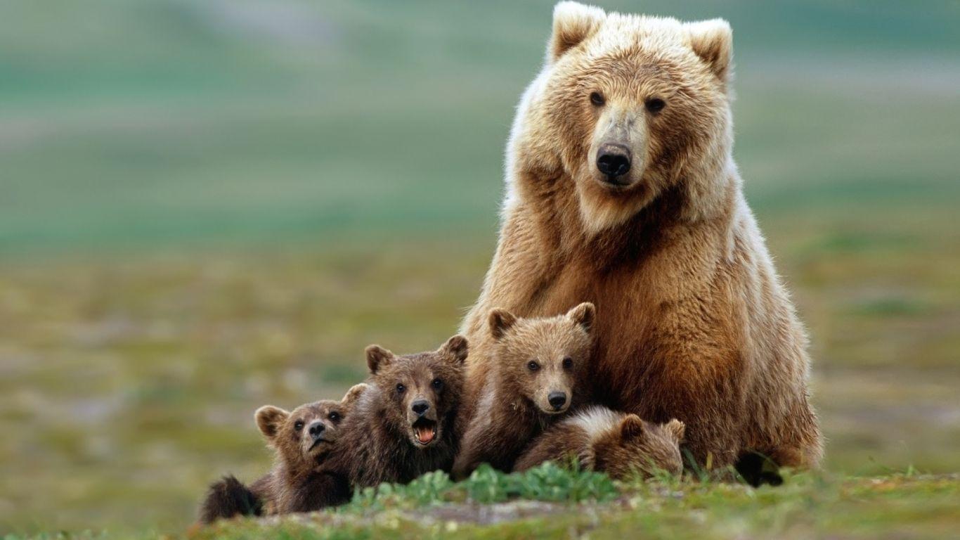 Beautiful Bear Wallpapers - Top Free Beautiful Bear Backgrounds ...