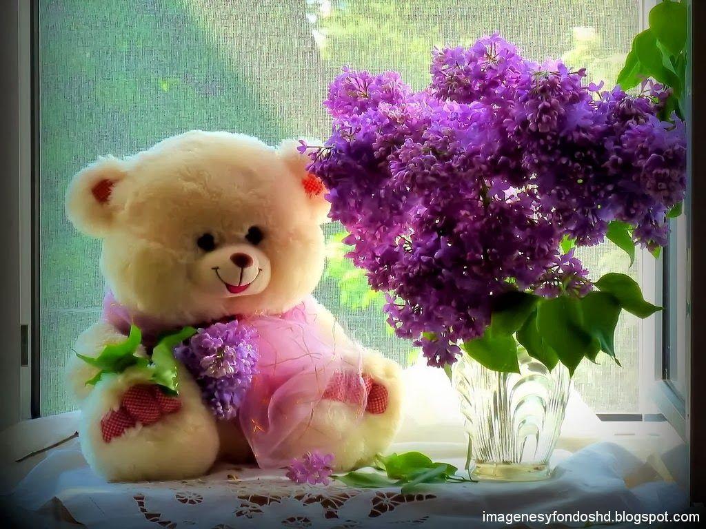 Beautiful Bear Wallpapers - Top Free Beautiful Bear Backgrounds ...