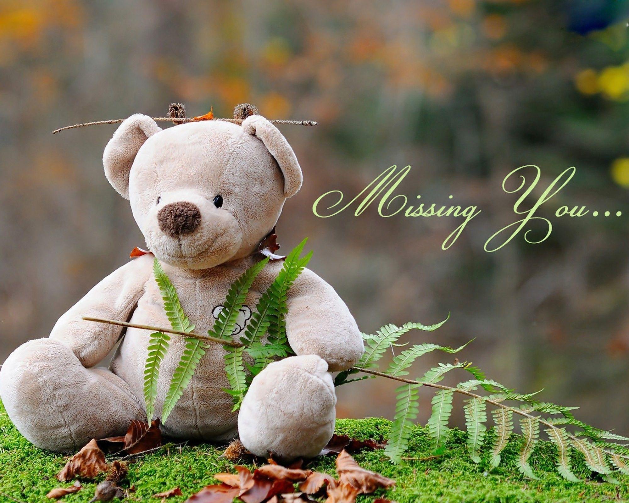 Beautiful Bear Wallpapers - Top Free Beautiful Bear Backgrounds ...