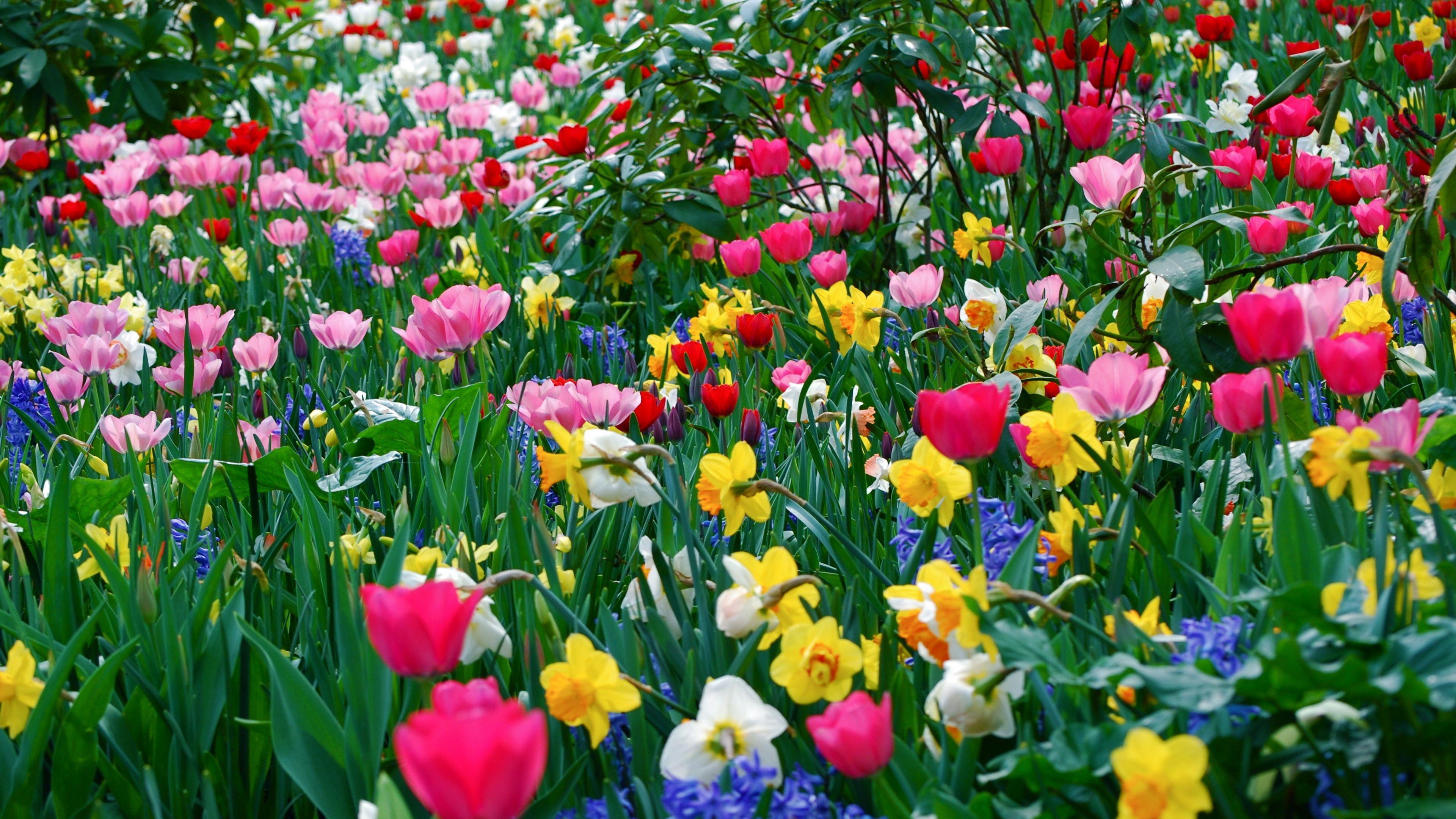 3840 X 2160 Spring Wallpapers - Top Free 3840 X 2160 Spring Backgrounds ...