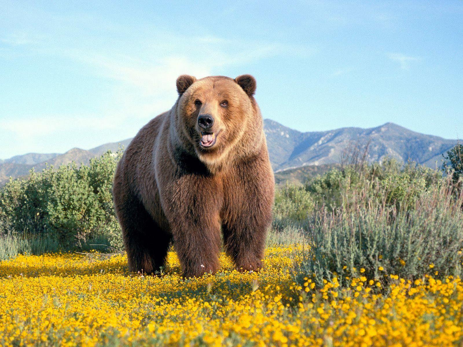 Beautiful Bear Wallpapers - Top Free Beautiful Bear Backgrounds ...