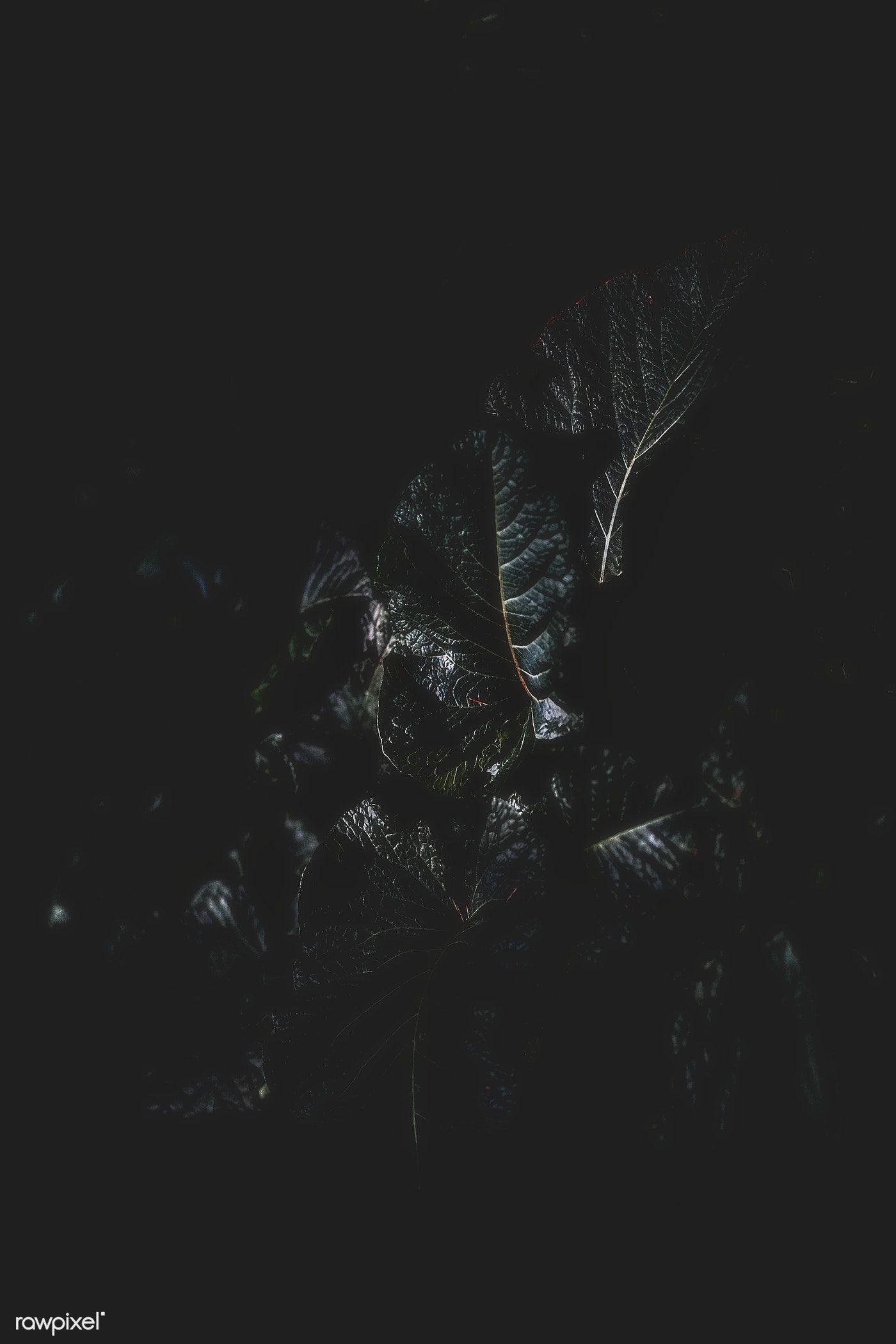 Dark Environment Wallpapers - Top Free Dark Environment Backgrounds ...