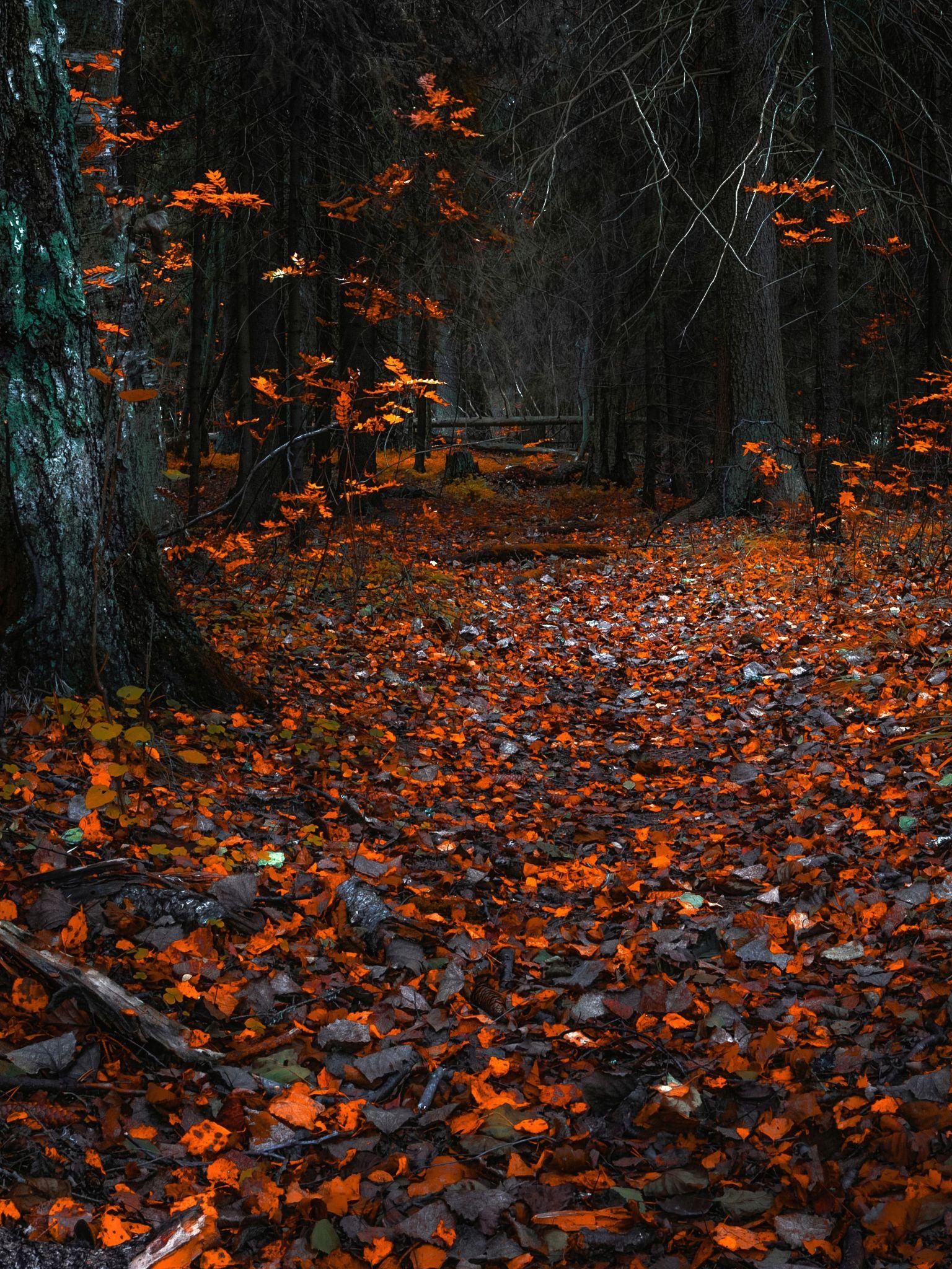 Dark Environment Wallpapers - Top Free Dark Environment Backgrounds ...