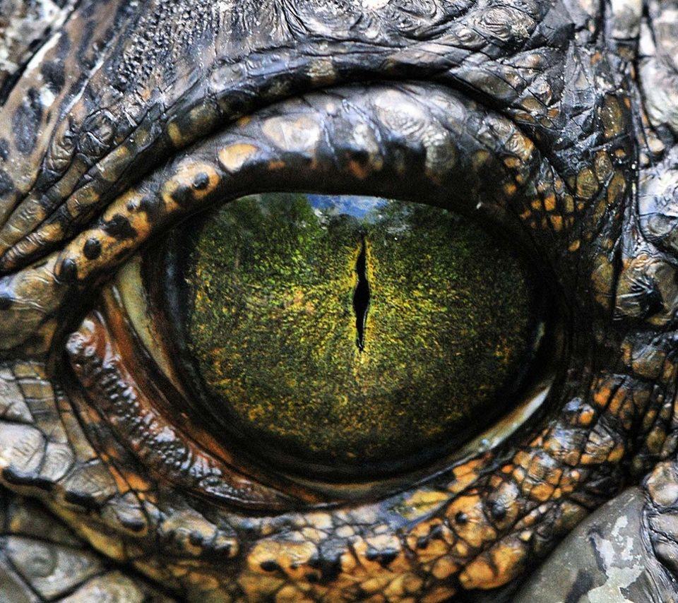 Cool Dragon Eyes Wallpapers - Top Free Cool Dragon Eyes Backgrounds ...