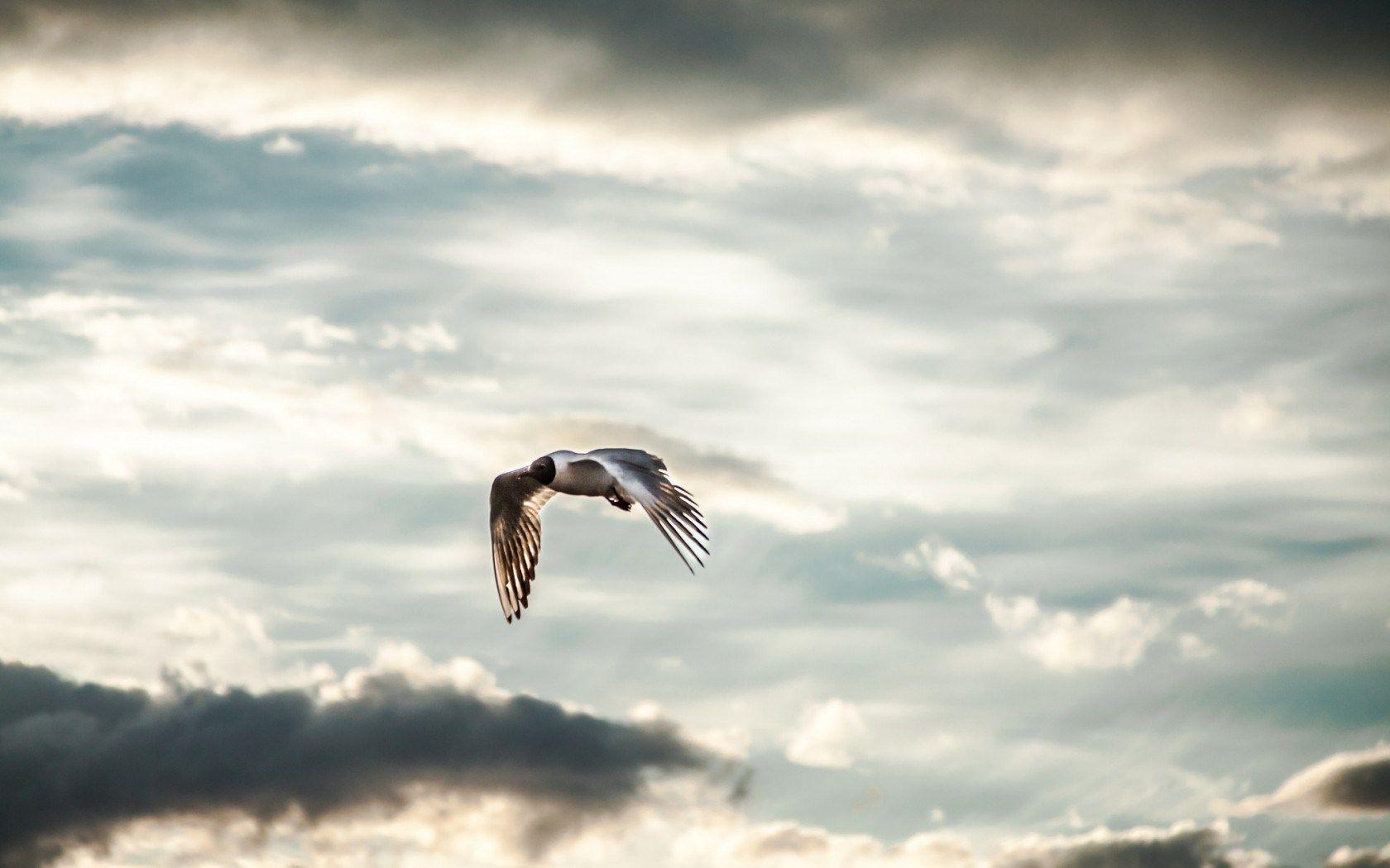 Birds and Clouds Wallpapers - Top Free Birds and Clouds Backgrounds ...