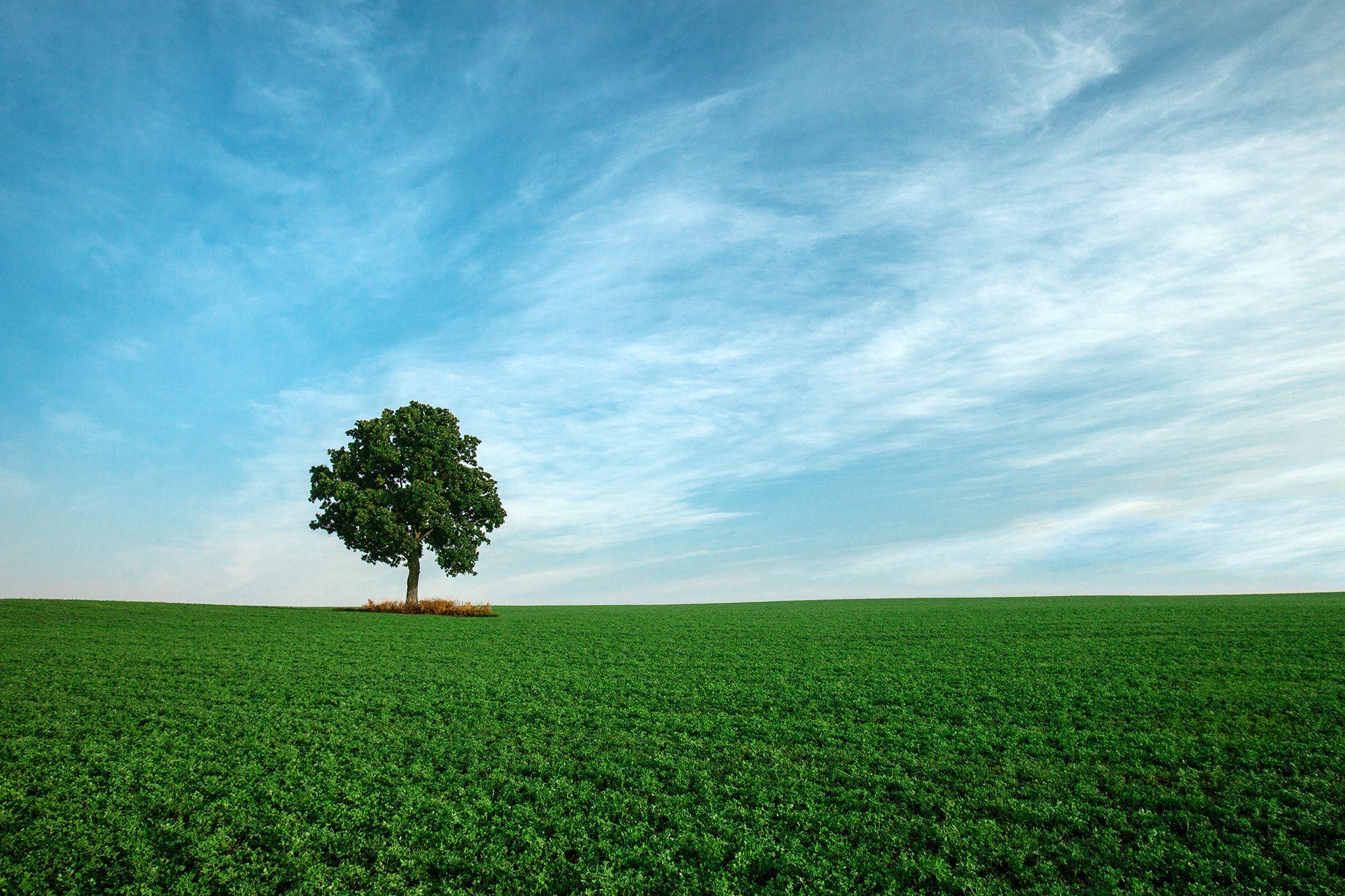 Sky and Tree Wallpapers - Top Free Sky and Tree Backgrounds ...