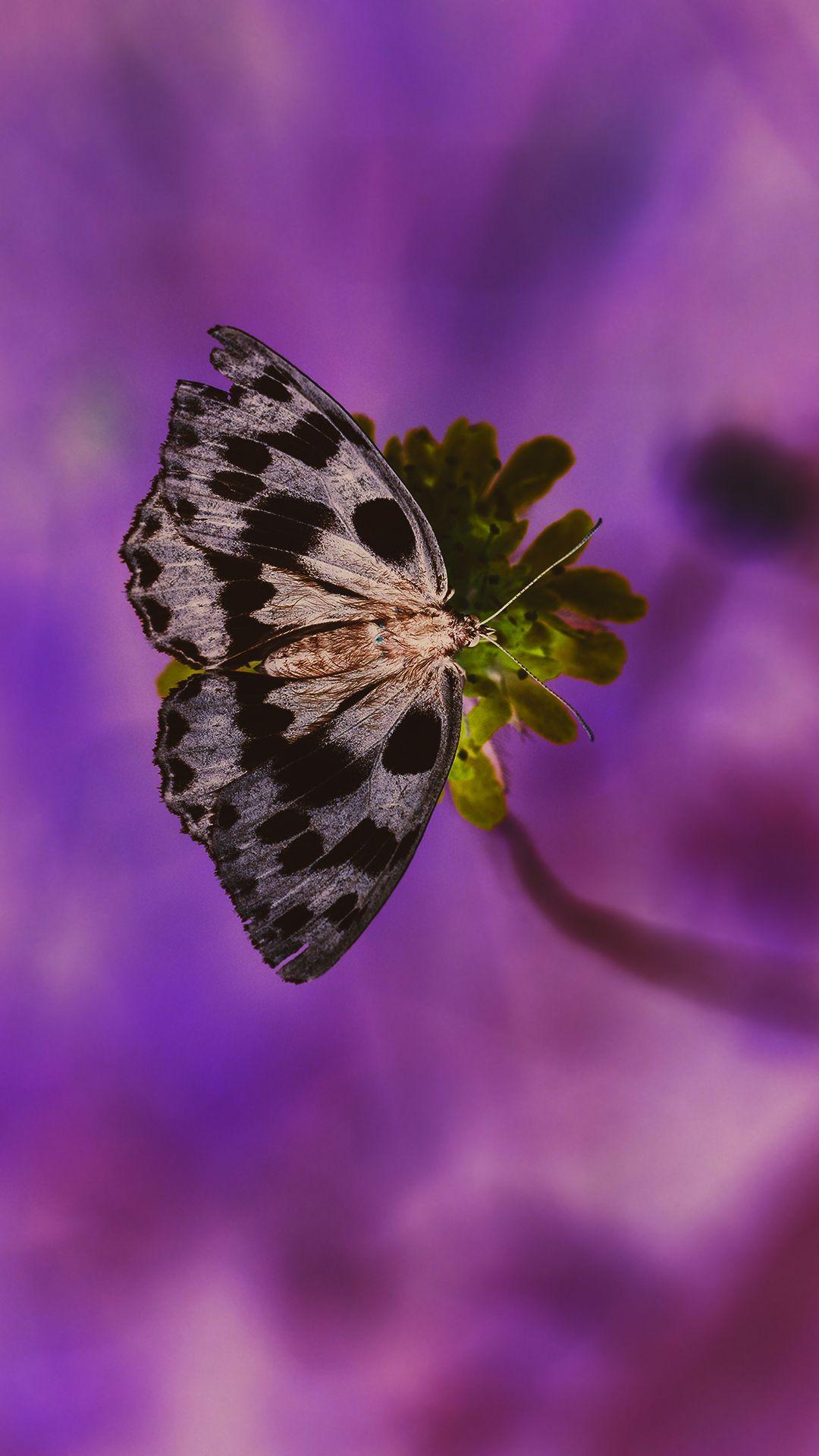Purple Butterfly Phone Wallpapers - Top Free Purple Butterfly Phone ...