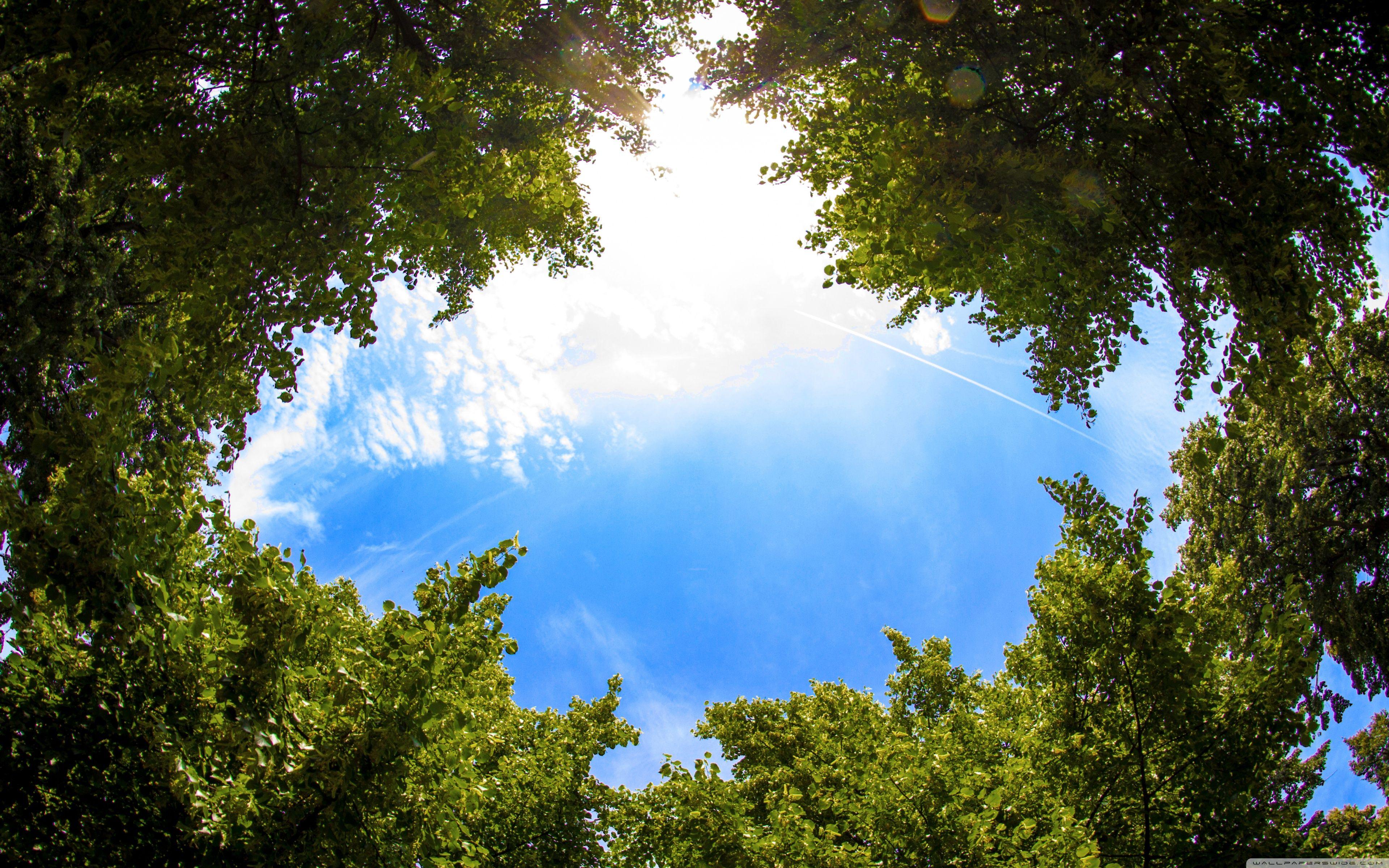 Sky and Tree Wallpapers - Top Free Sky and Tree Backgrounds ...