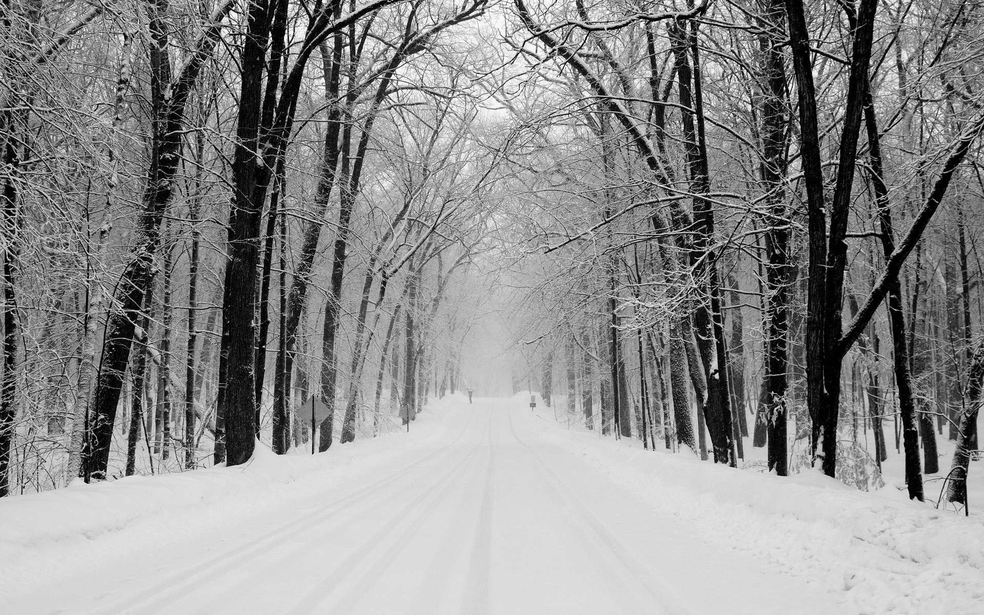 Black and White Winter Forest Wallpapers - Top Free Black and White ...
