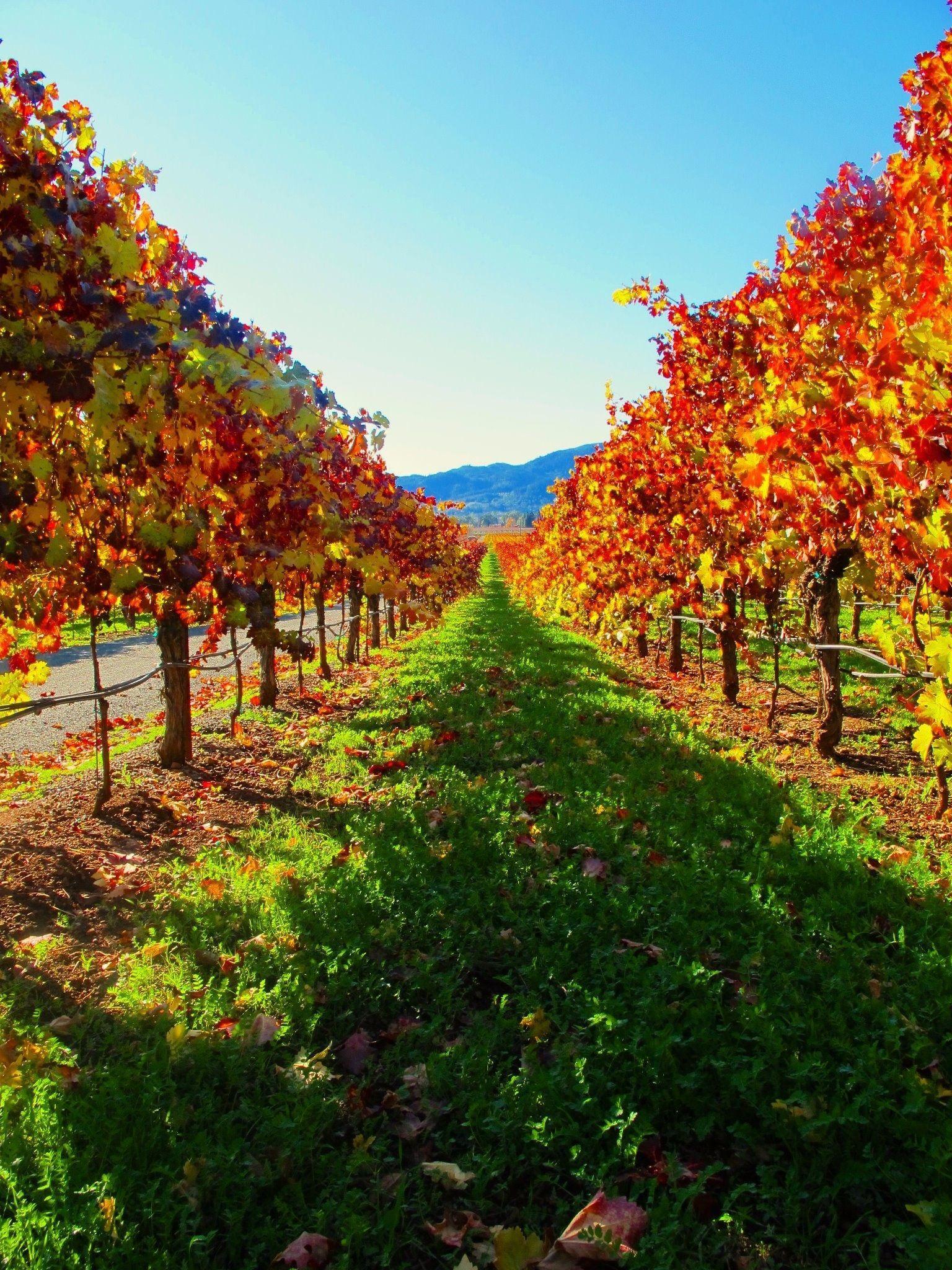 California Vineyard Wallpapers - Top Free California Vineyard ...
