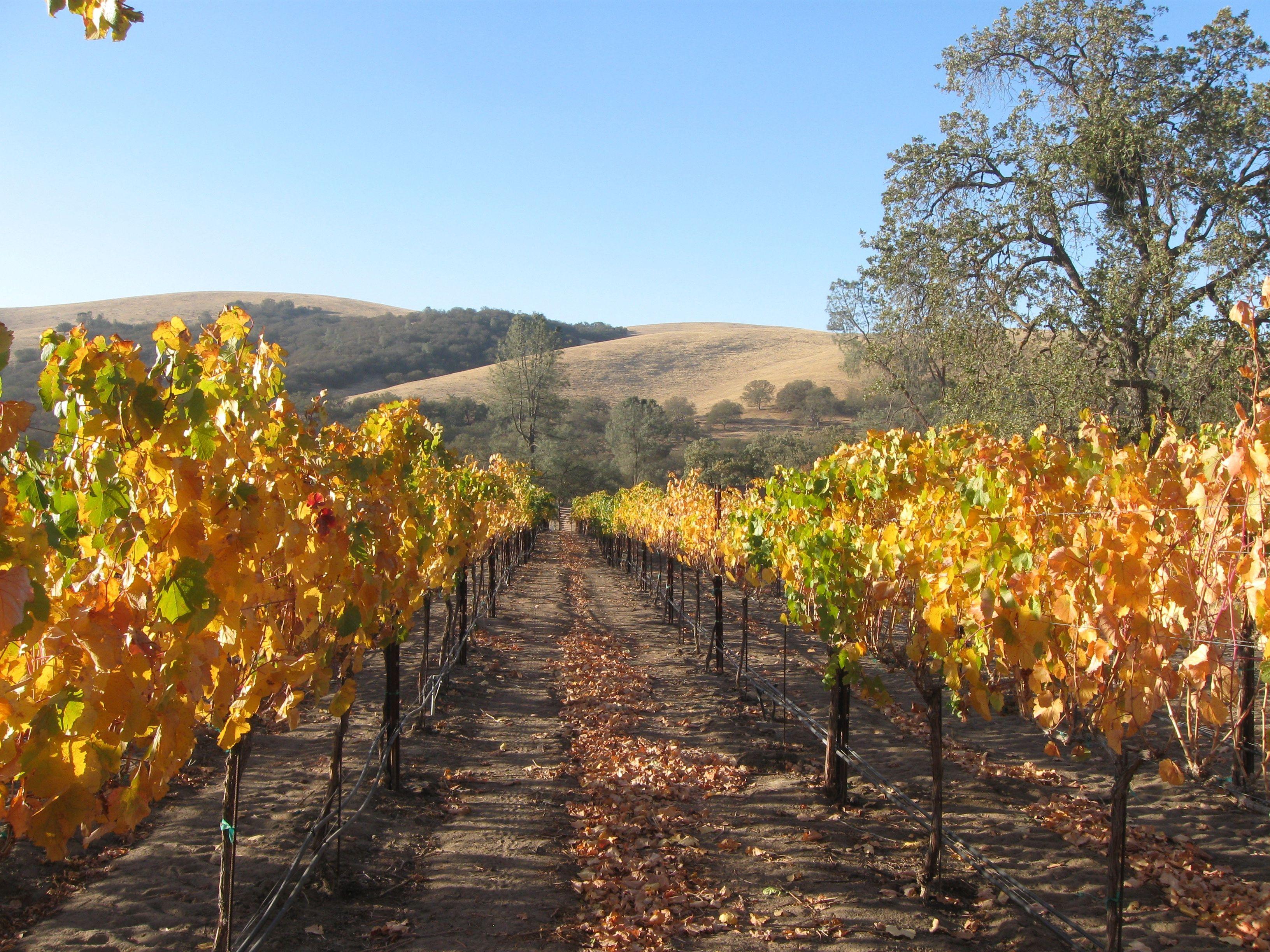 California Vineyard Wallpapers - Top Free California Vineyard ...