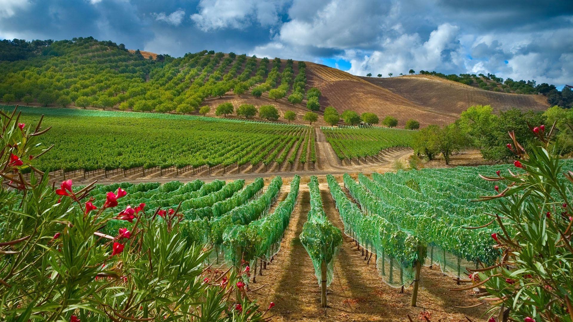 California Vineyard Wallpapers - Top Free California Vineyard ...