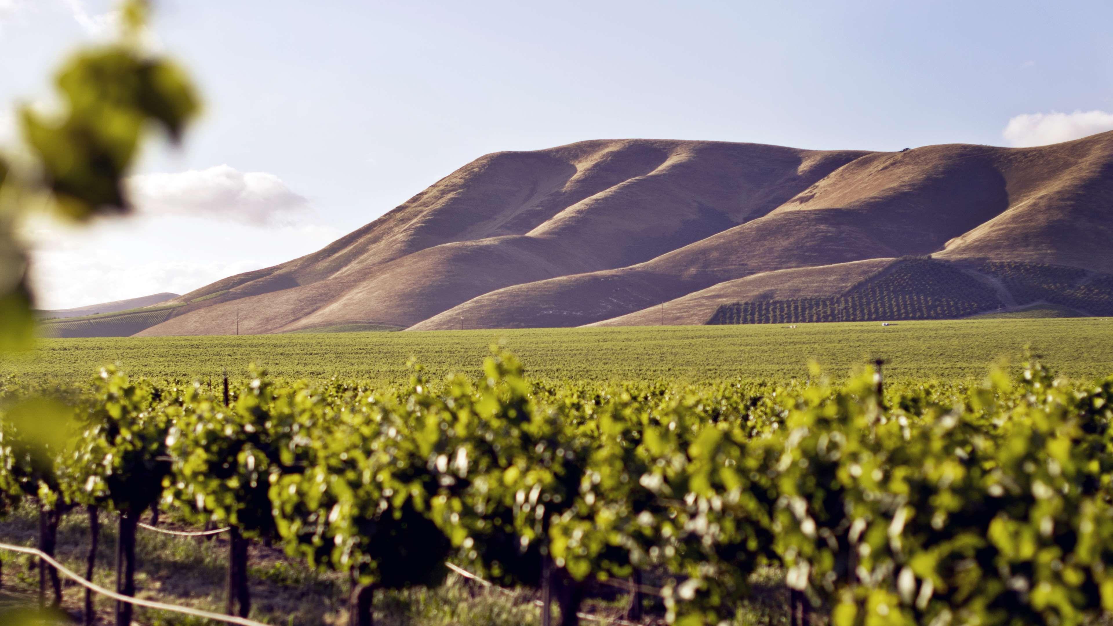 California Vineyard Wallpapers - Top Free California Vineyard ...