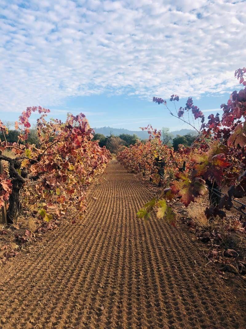 California Vineyard Wallpapers - Top Free California Vineyard ...
