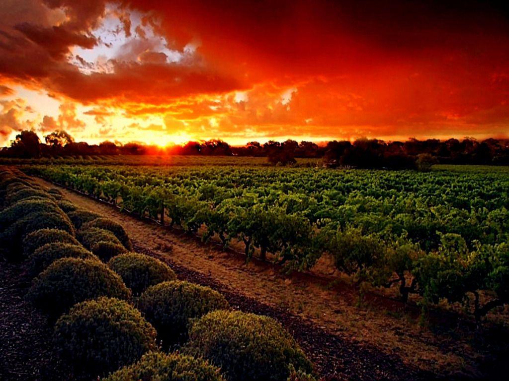 California Vineyard Wallpapers - Top Free California Vineyard ...