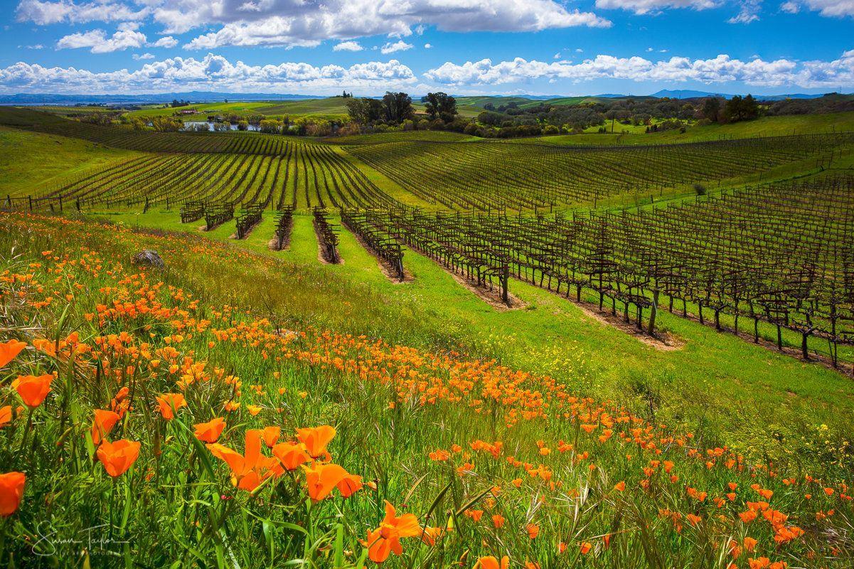 California Vineyard Wallpapers - Top Free California Vineyard ...