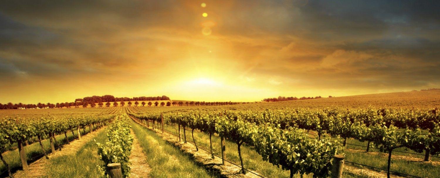 California Vineyard Wallpapers - Top Free California Vineyard ...
