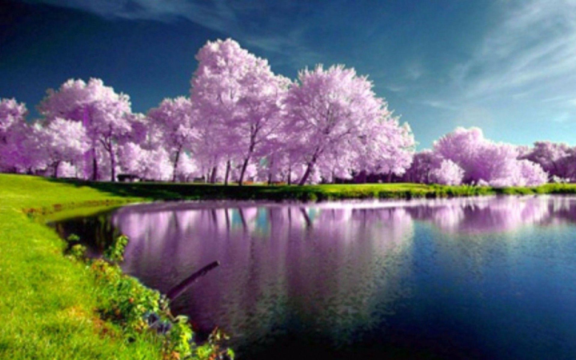 4K Purple Tree Wallpapers - Top Free 4K Purple Tree Backgrounds ...