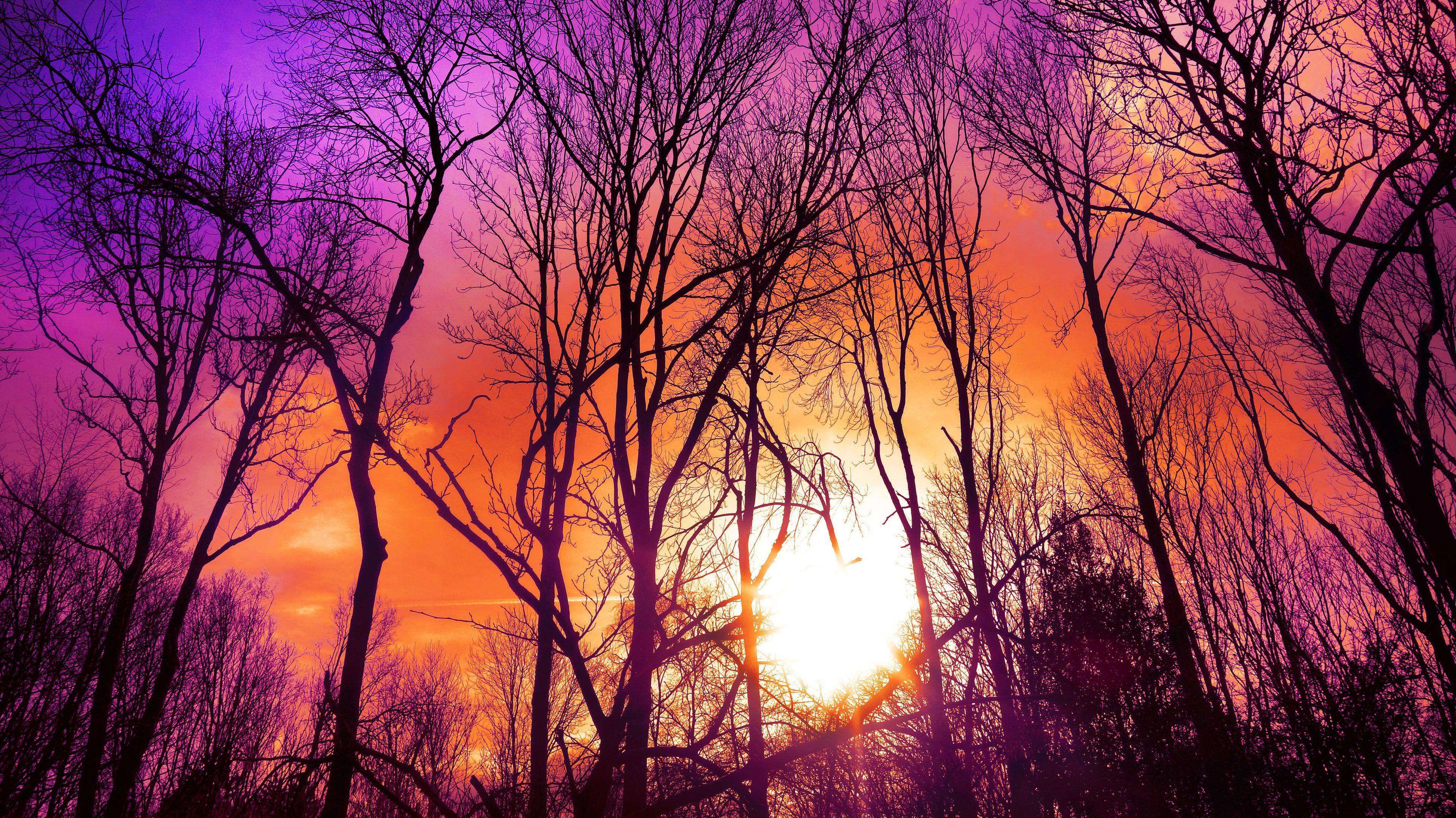 4K Purple Tree Wallpapers - Top Free 4K Purple Tree Backgrounds ...