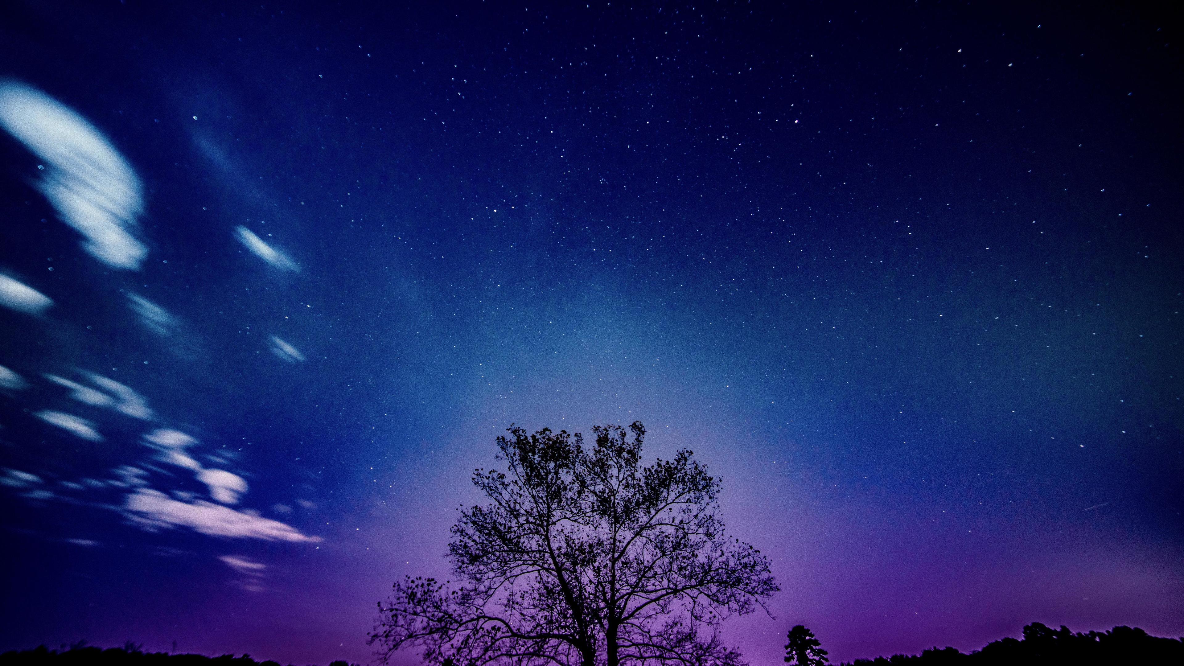 4K Purple Tree Wallpapers - Top Free 4K Purple Tree Backgrounds ...