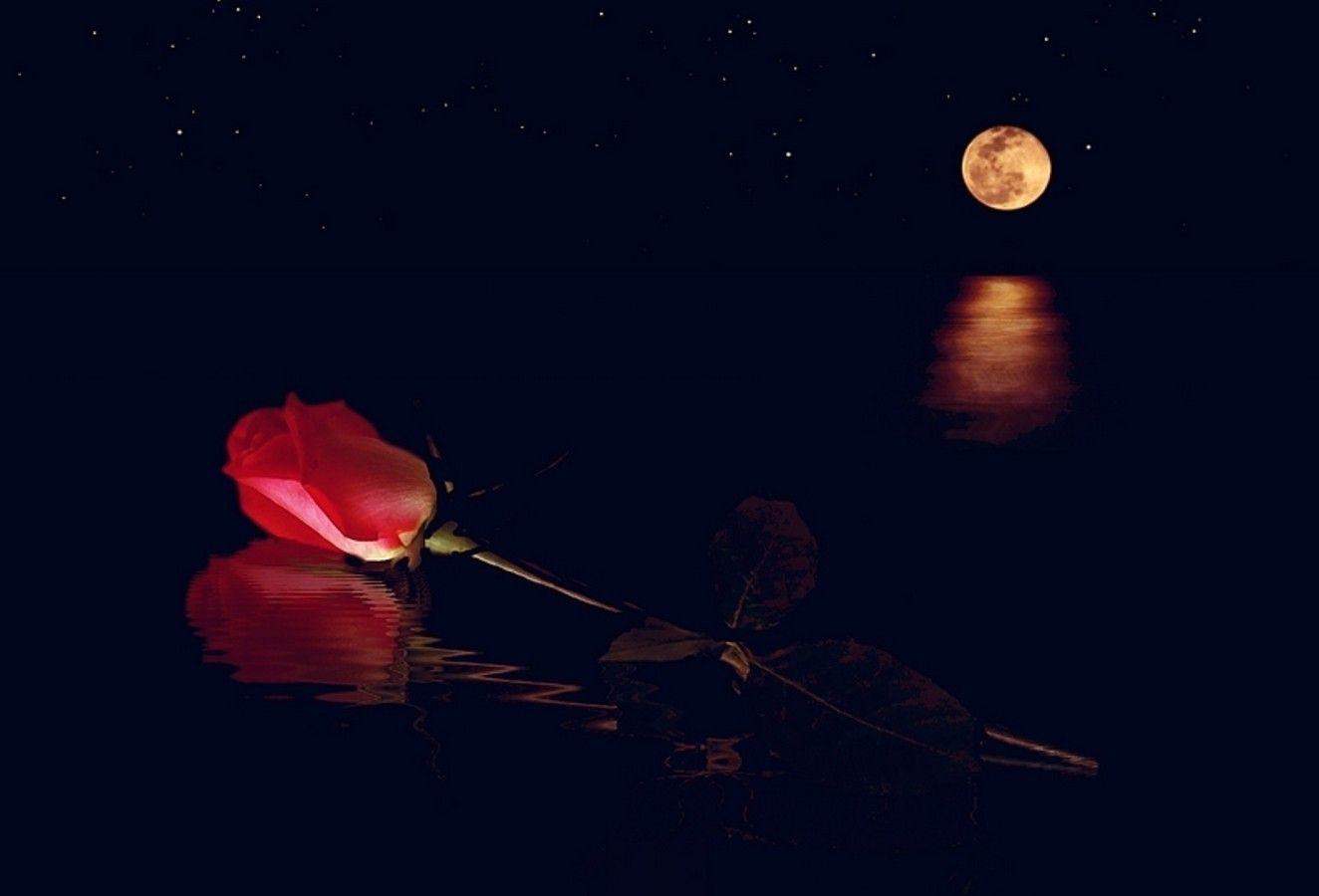 Flowers and Moon Wallpapers - Top Free Flowers and Moon Backgrounds ...