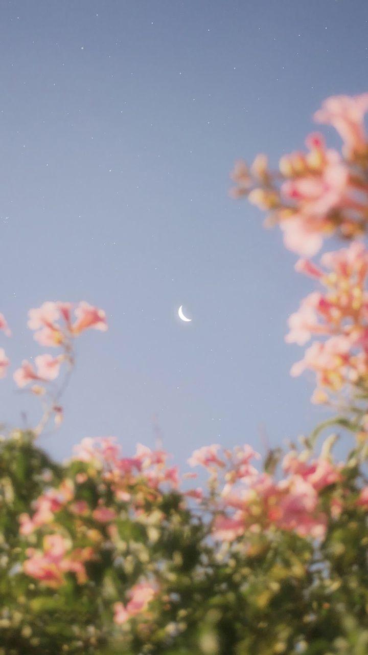 Flowers and Moon Wallpapers - Top Free Flowers and Moon Backgrounds ...