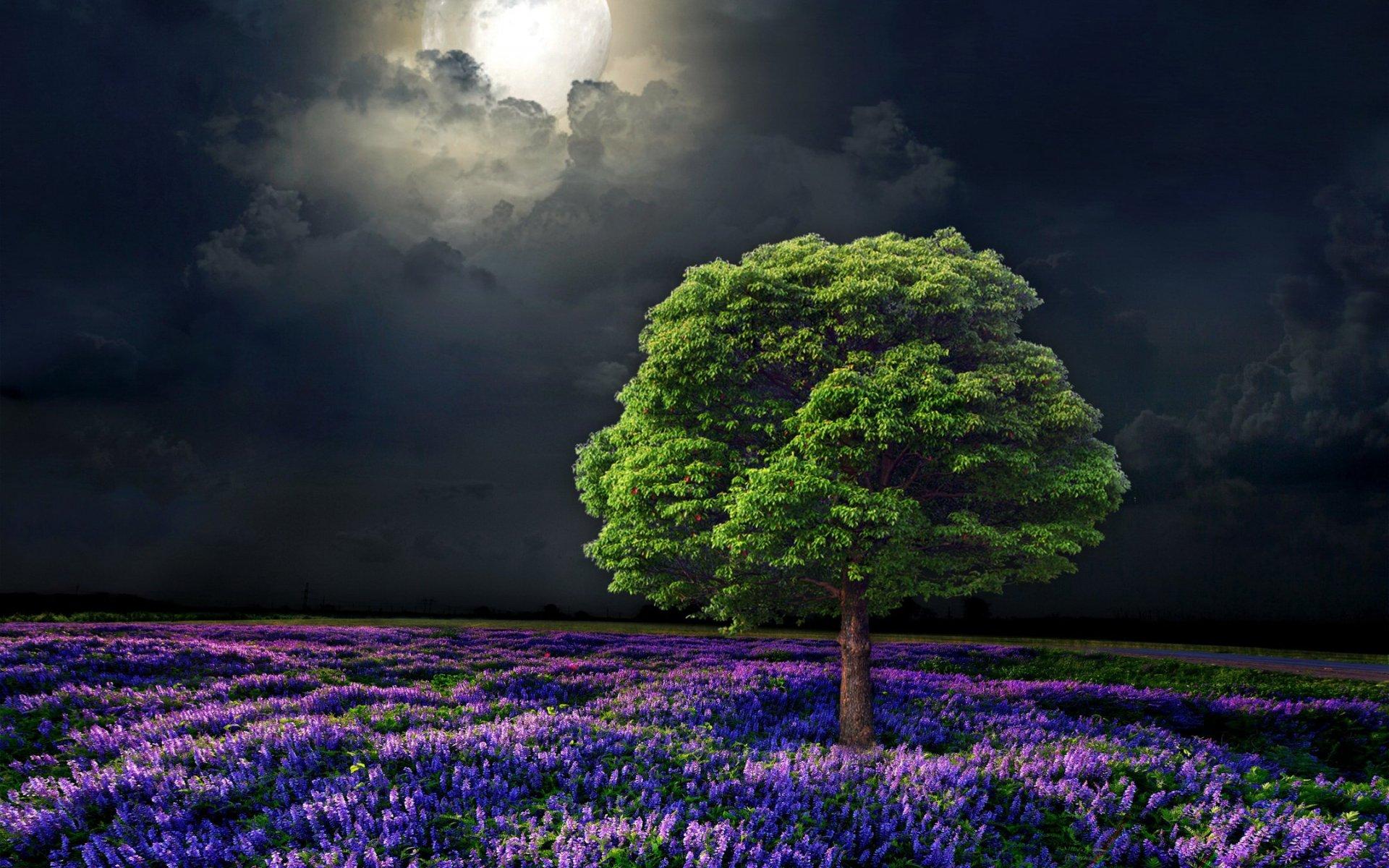 Flowers and Moon Wallpapers - Top Free Flowers and Moon Backgrounds ...