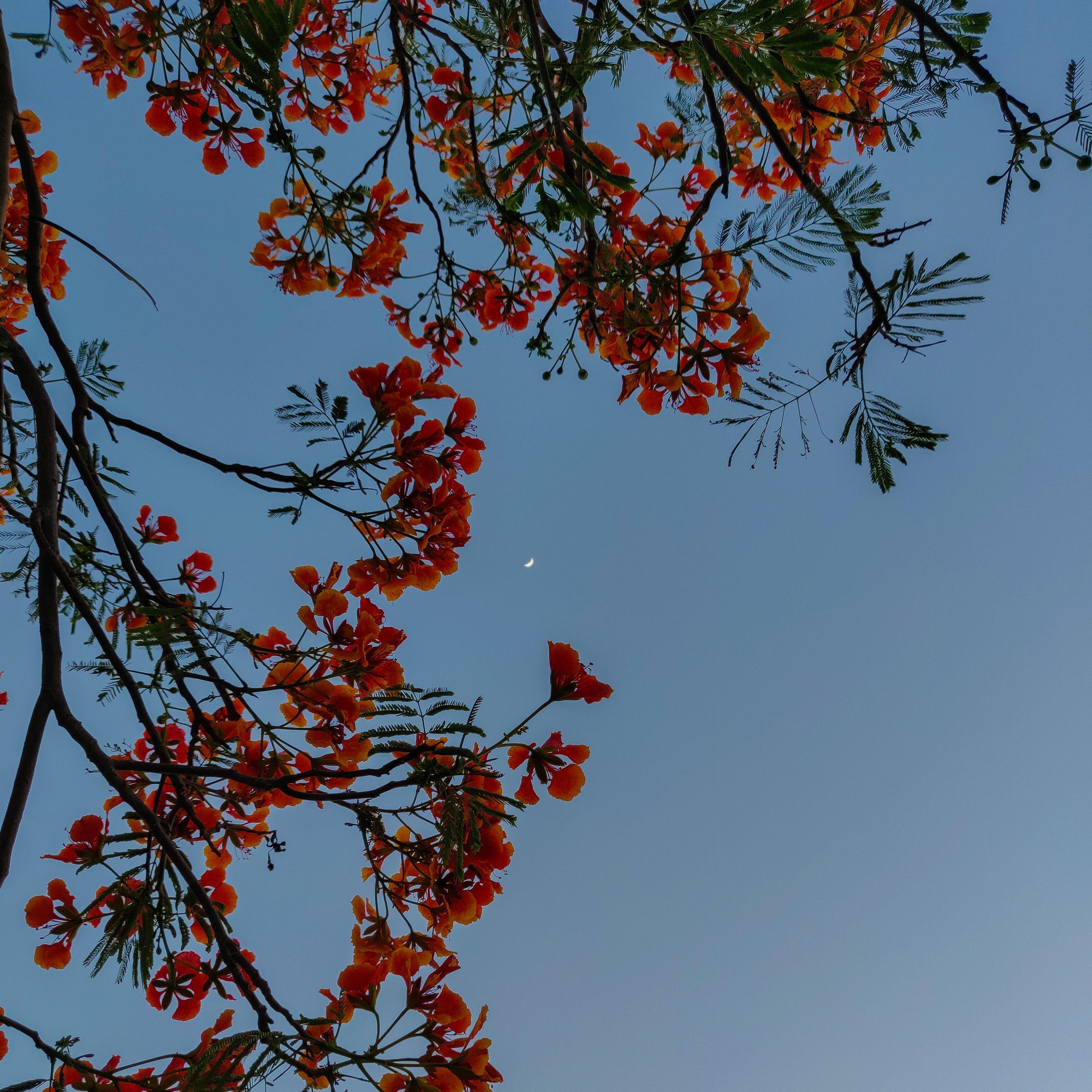 Flowers and Moon Wallpapers - Top Free Flowers and Moon Backgrounds ...