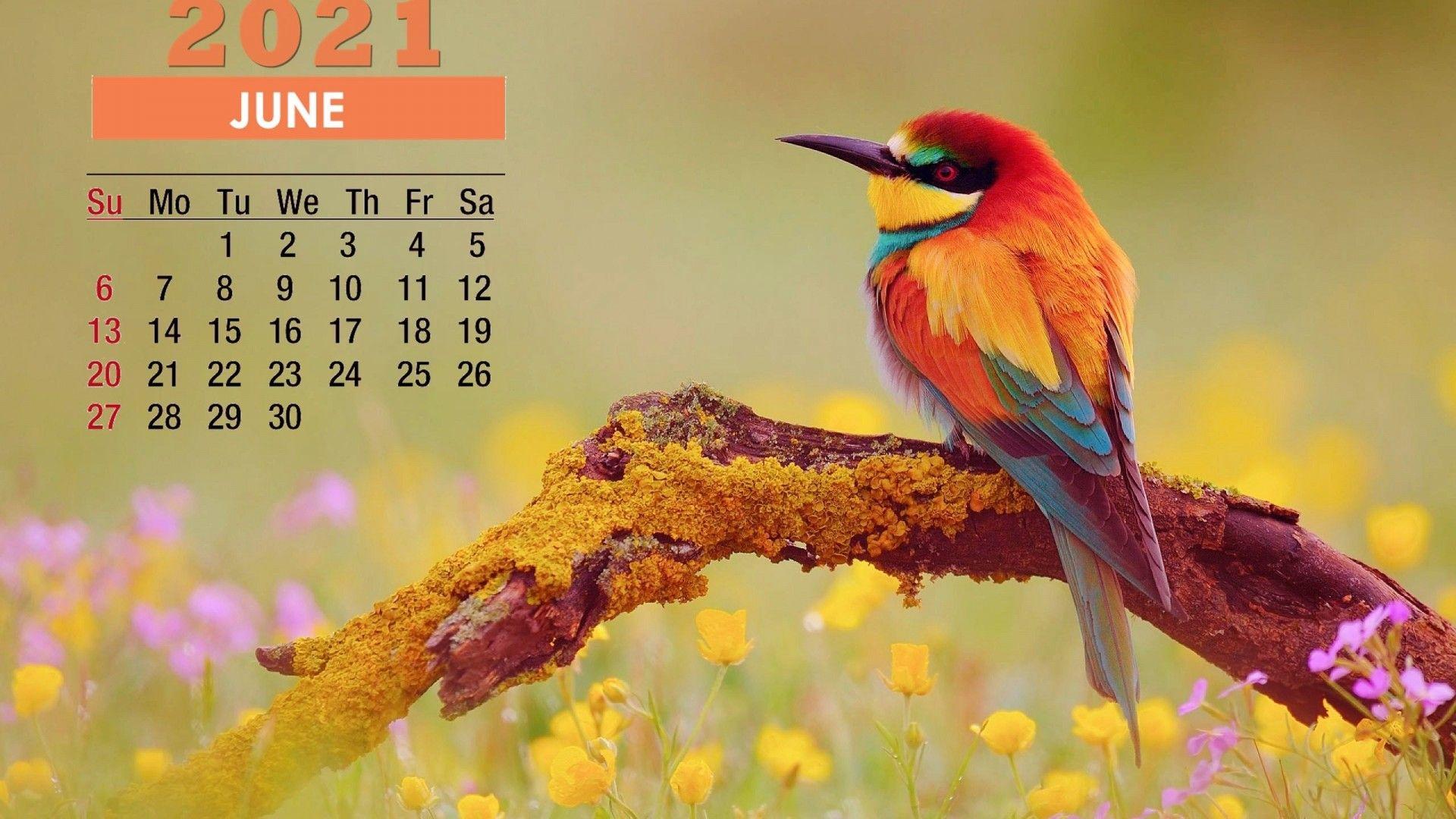 June 2021 Calendar Wallpapers - Top Free June 2021 Calendar Backgrounds ...