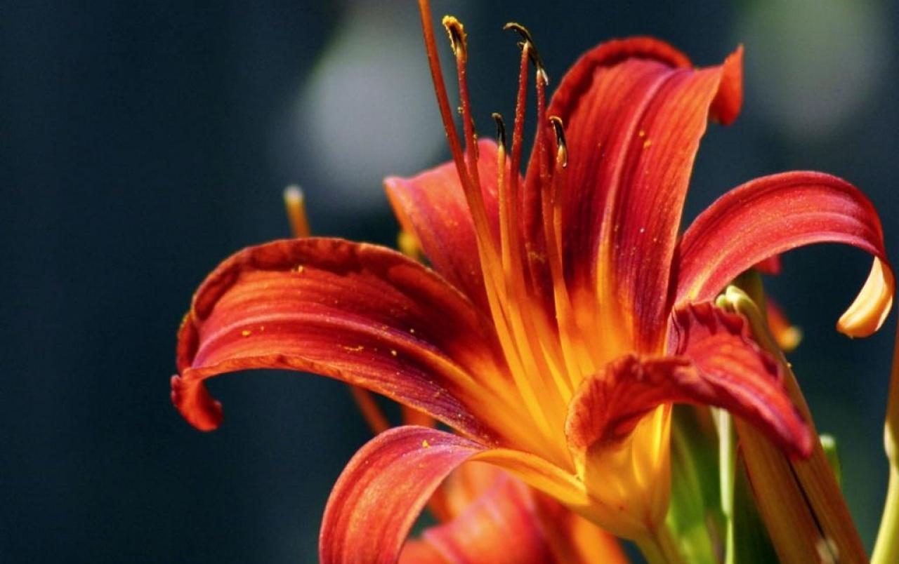 Red Lily Wallpapers - Top Free Red Lily Backgrounds - WallpaperAccess