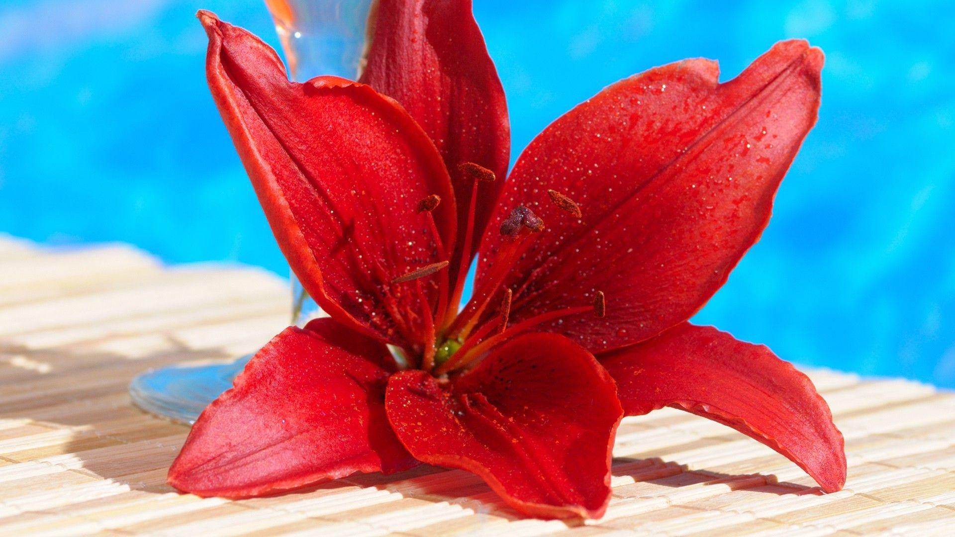 Red Lily Wallpapers - Top Free Red Lily Backgrounds - WallpaperAccess