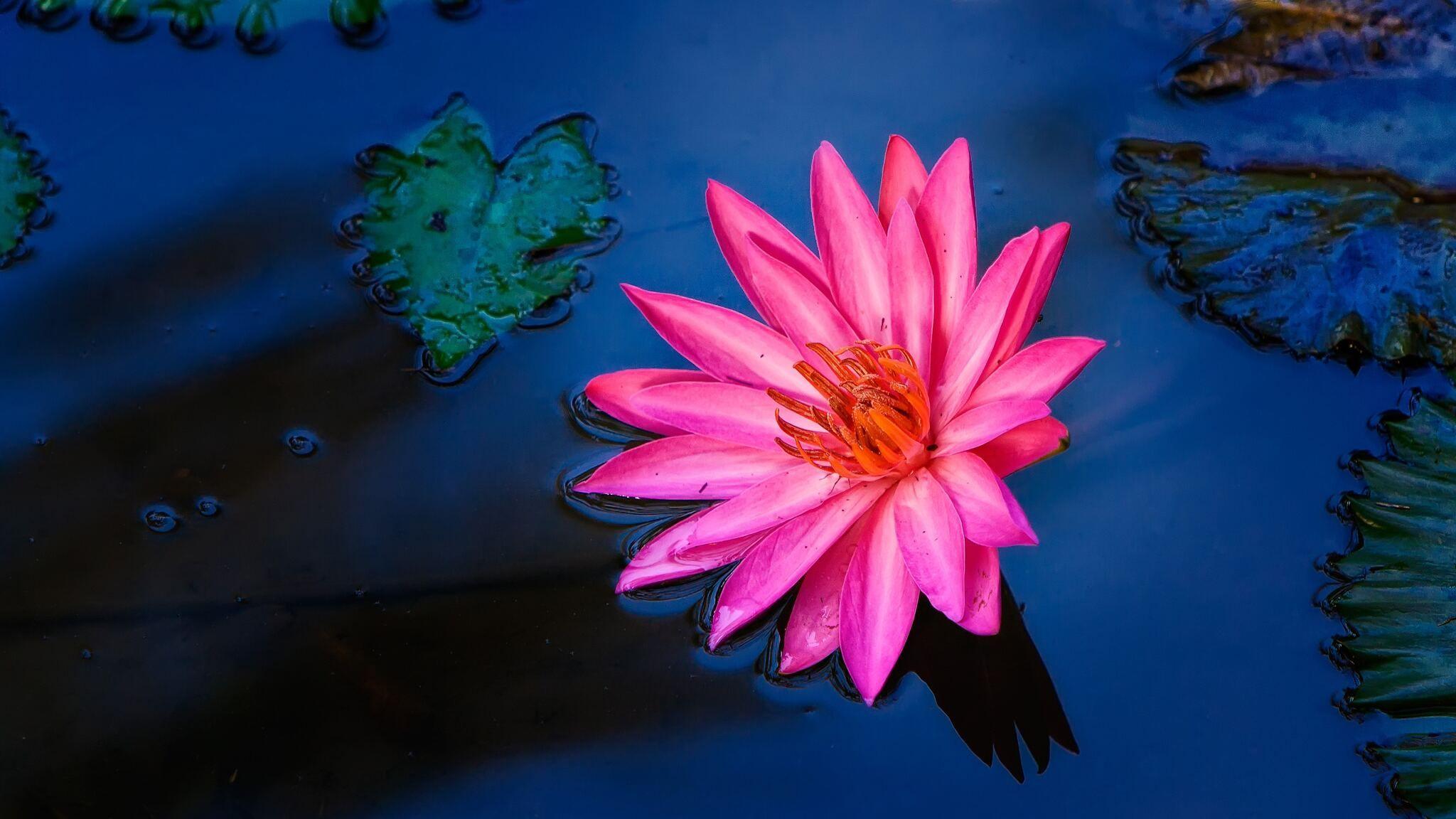Red Lily Wallpapers - Top Free Red Lily Backgrounds - WallpaperAccess