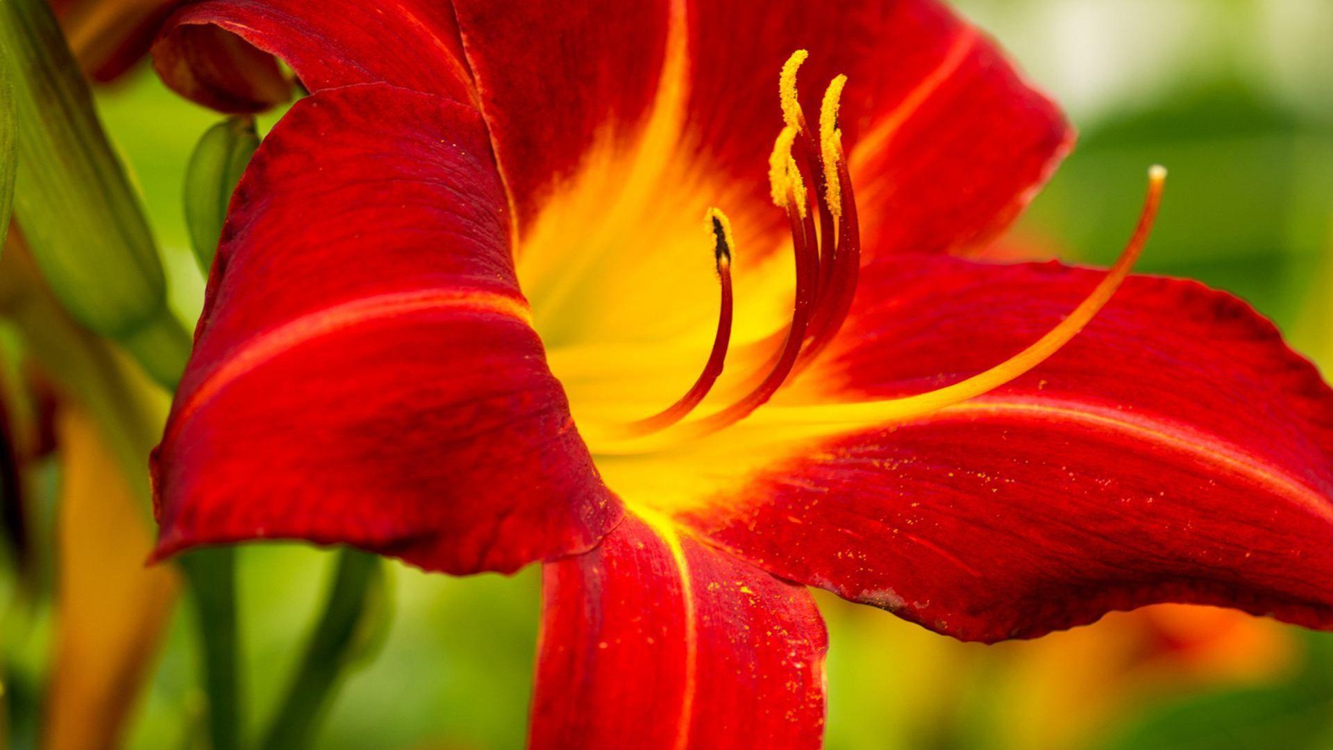 Red Lily Wallpapers - Top Free Red Lily Backgrounds - WallpaperAccess