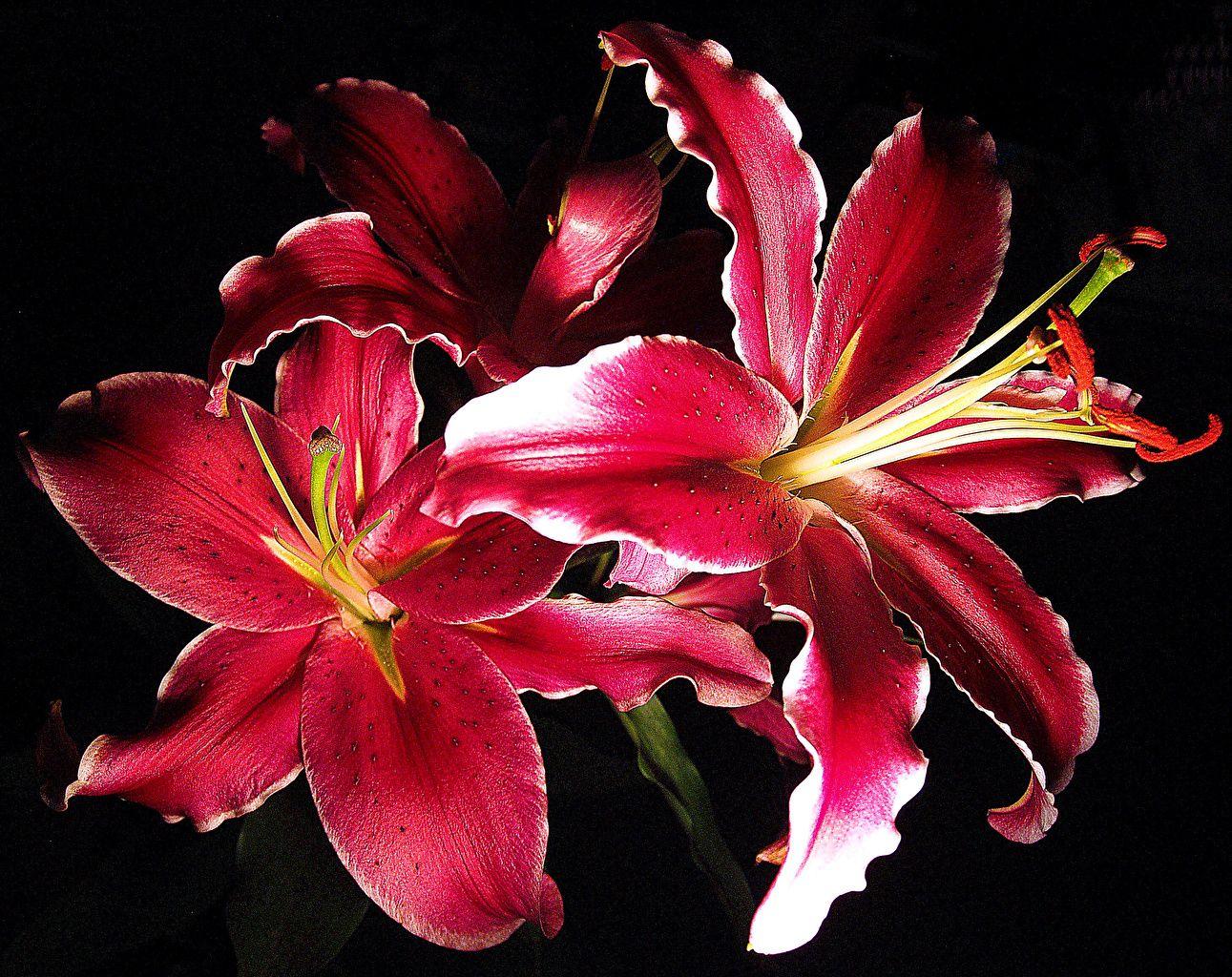 Red Lily Wallpapers - Top Free Red Lily Backgrounds - WallpaperAccess