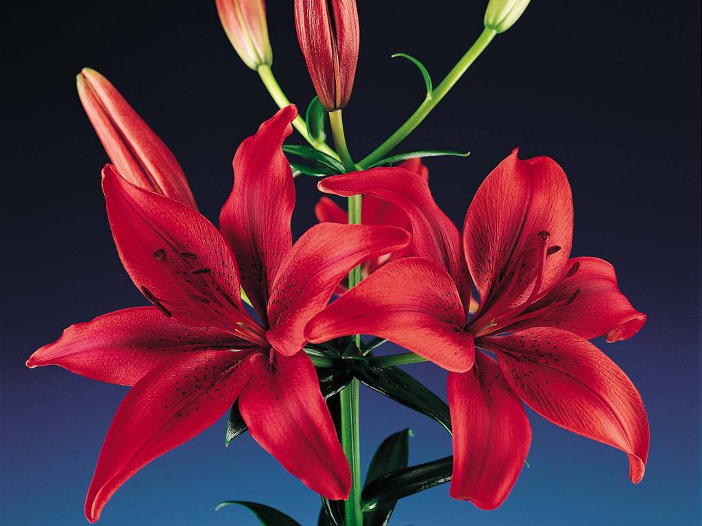 Red Lily Wallpapers - Top Free Red Lily Backgrounds - WallpaperAccess
