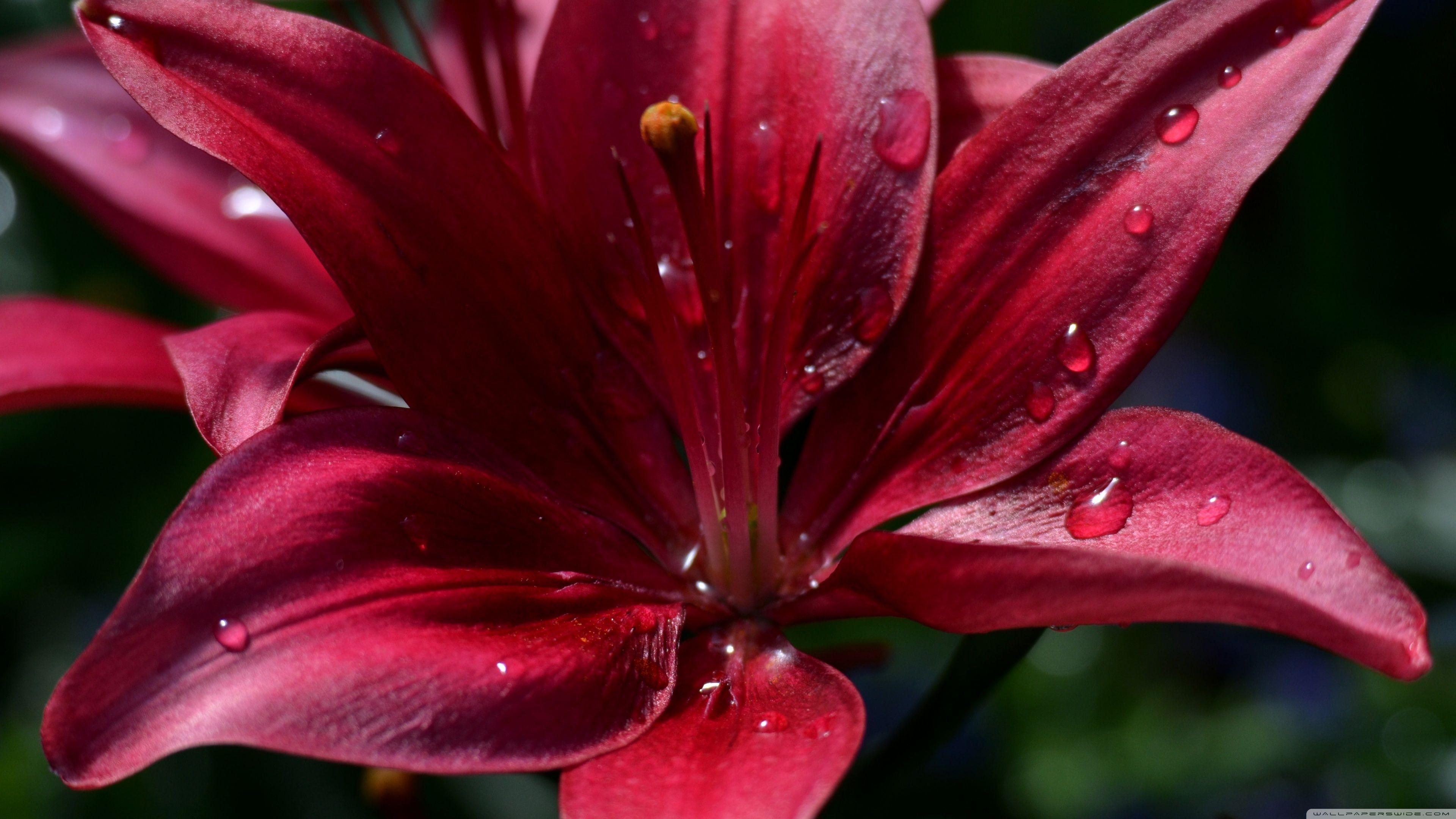 Red Lily Wallpapers - Top Free Red Lily Backgrounds - WallpaperAccess