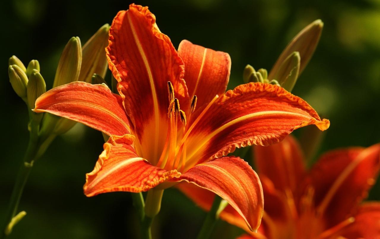 Red Lily Wallpapers - Top Free Red Lily Backgrounds - WallpaperAccess