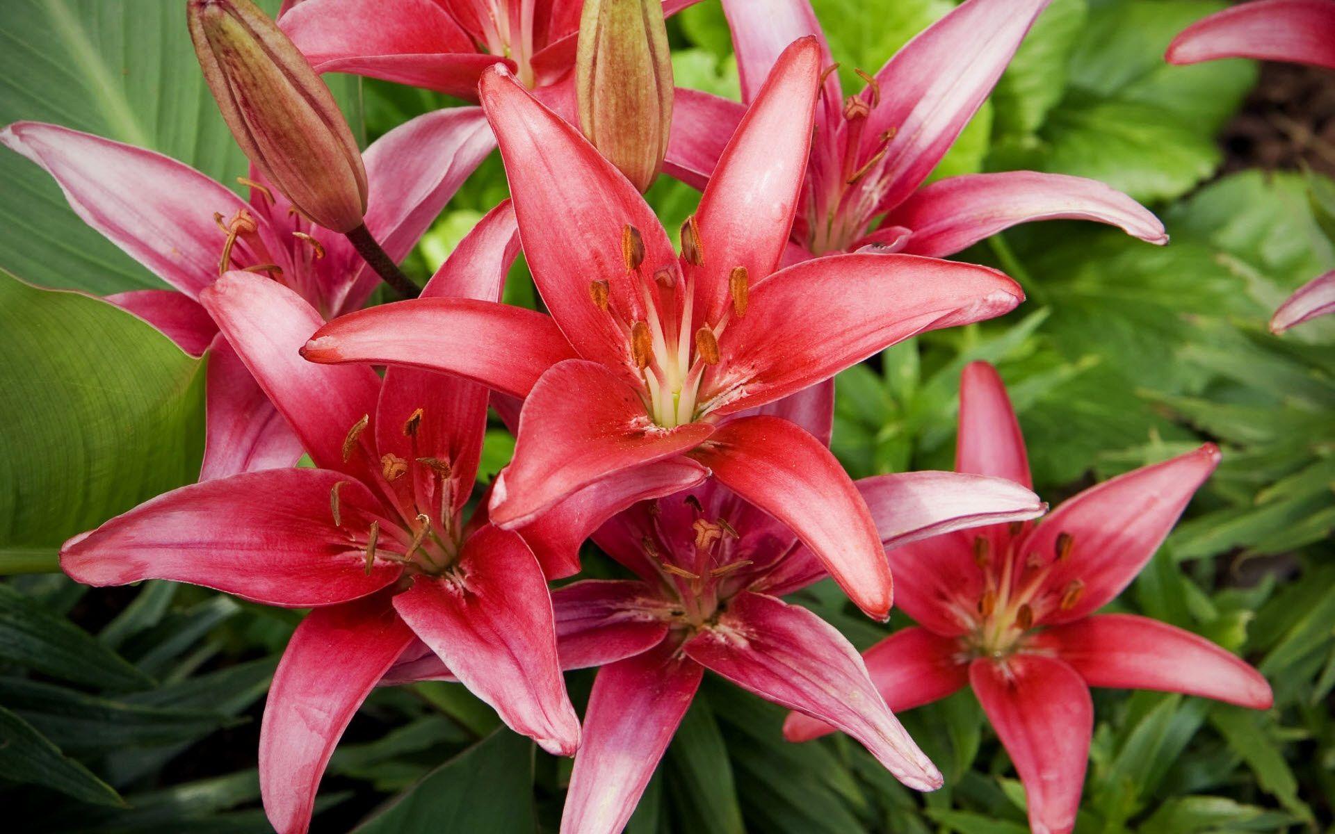 Red Lily Wallpapers - Top Free Red Lily Backgrounds - WallpaperAccess